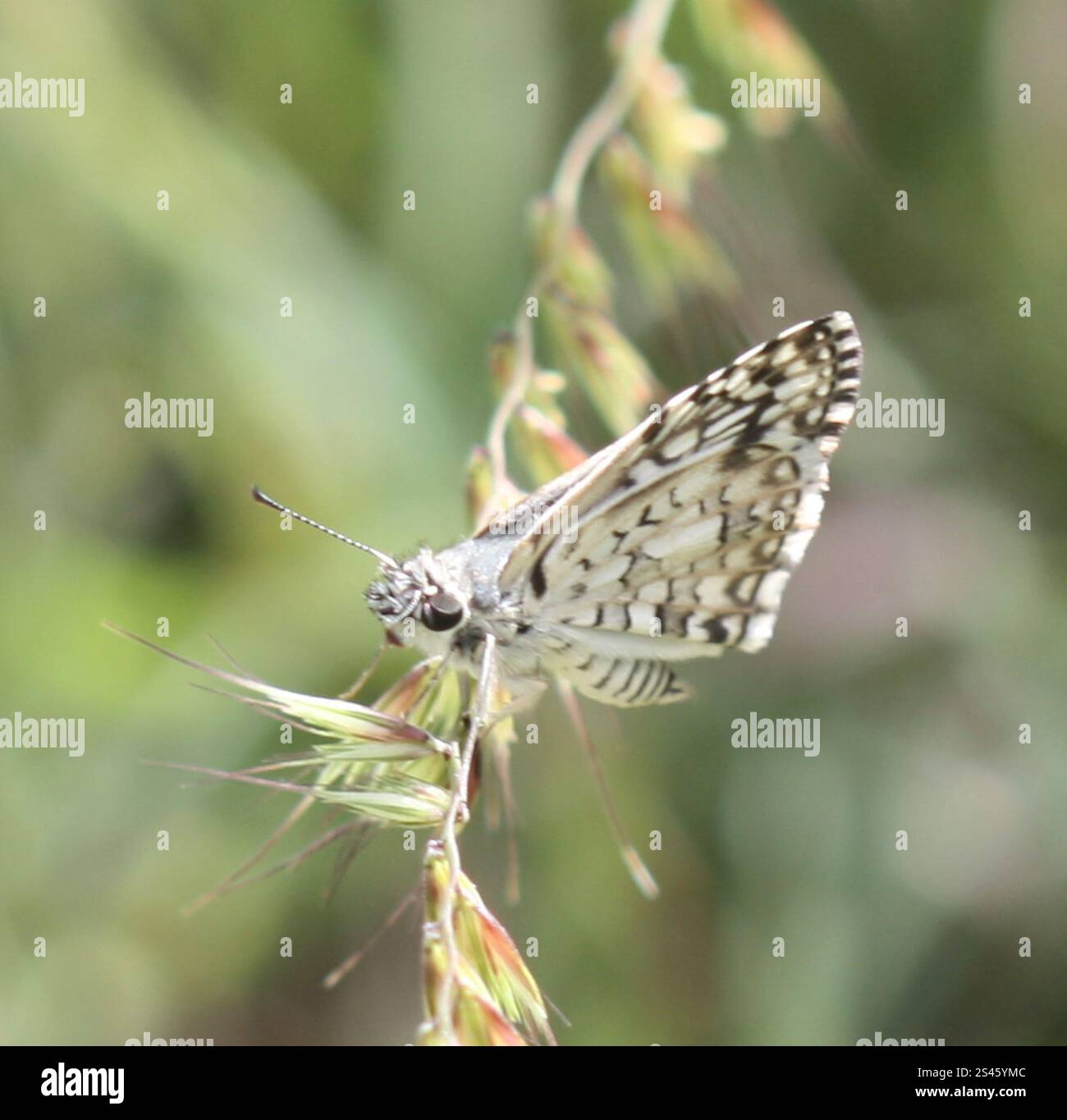 Orcus Checkered-Skipper (Burnsius orcus Stock Photo - Alamy