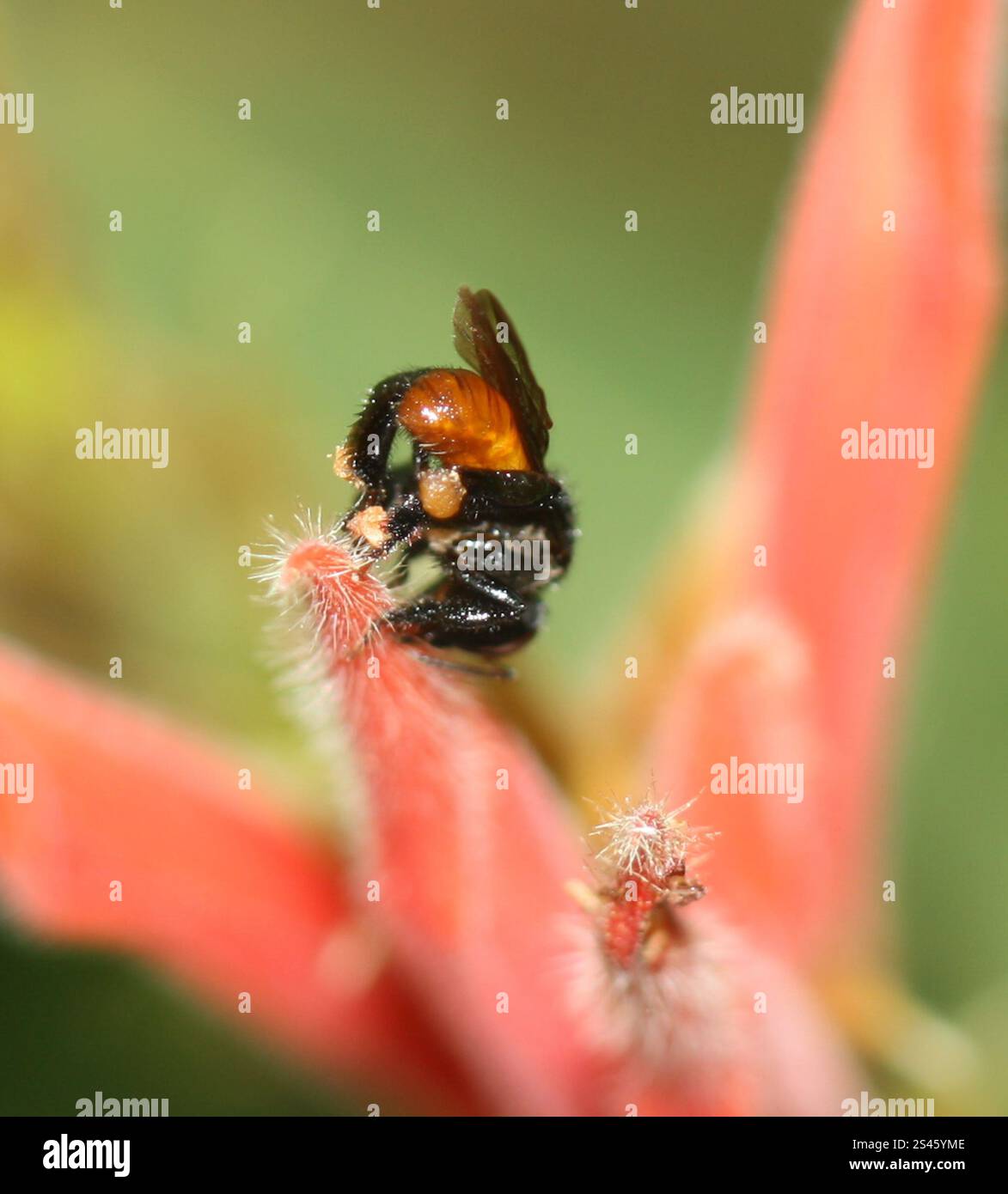 Red-tailed Stingless Bee (Trigona fulviventris Stock Photo - Alamy