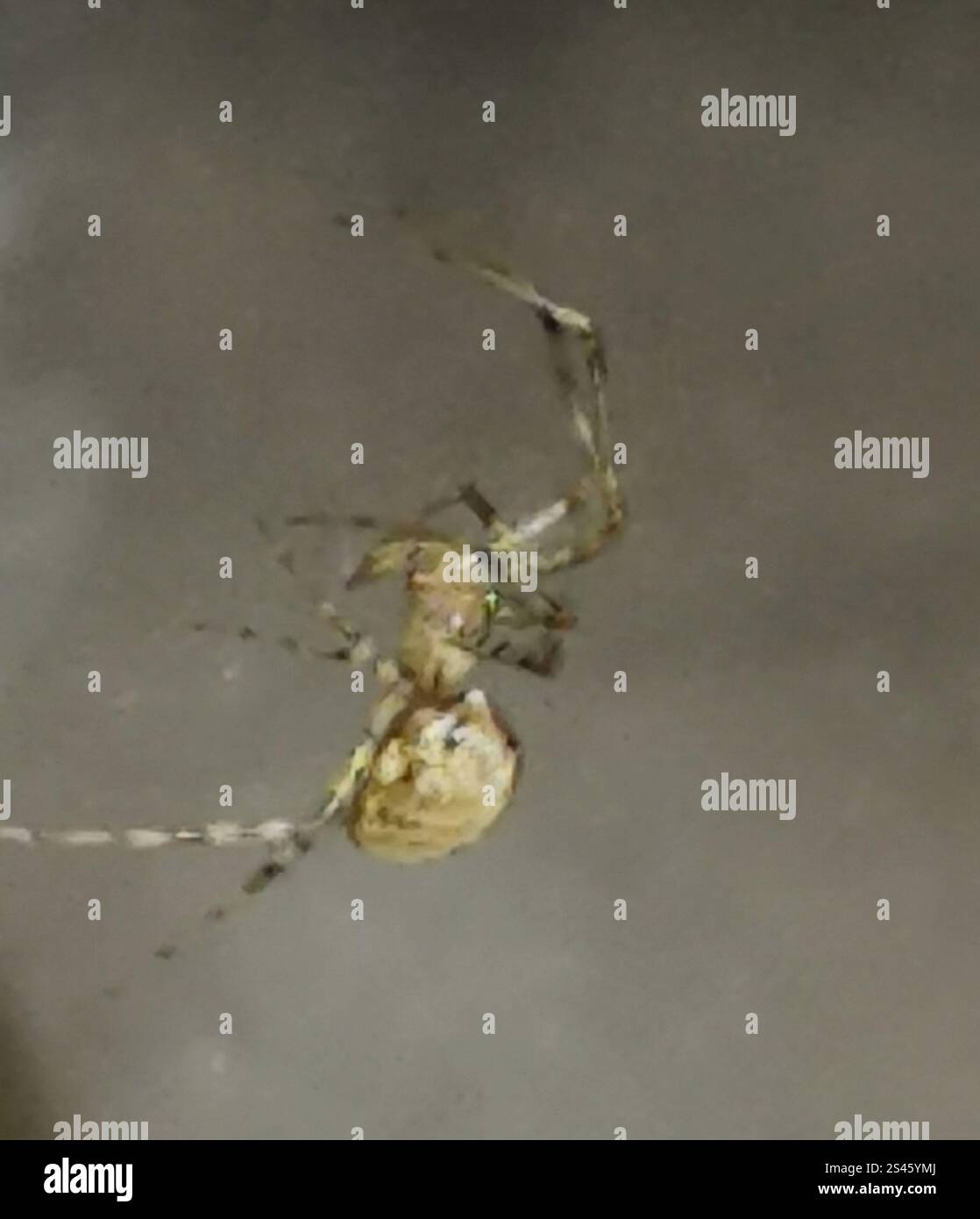 Sheetweb and Dwarf Weavers (Linyphiidae Stock Photo - Alamy