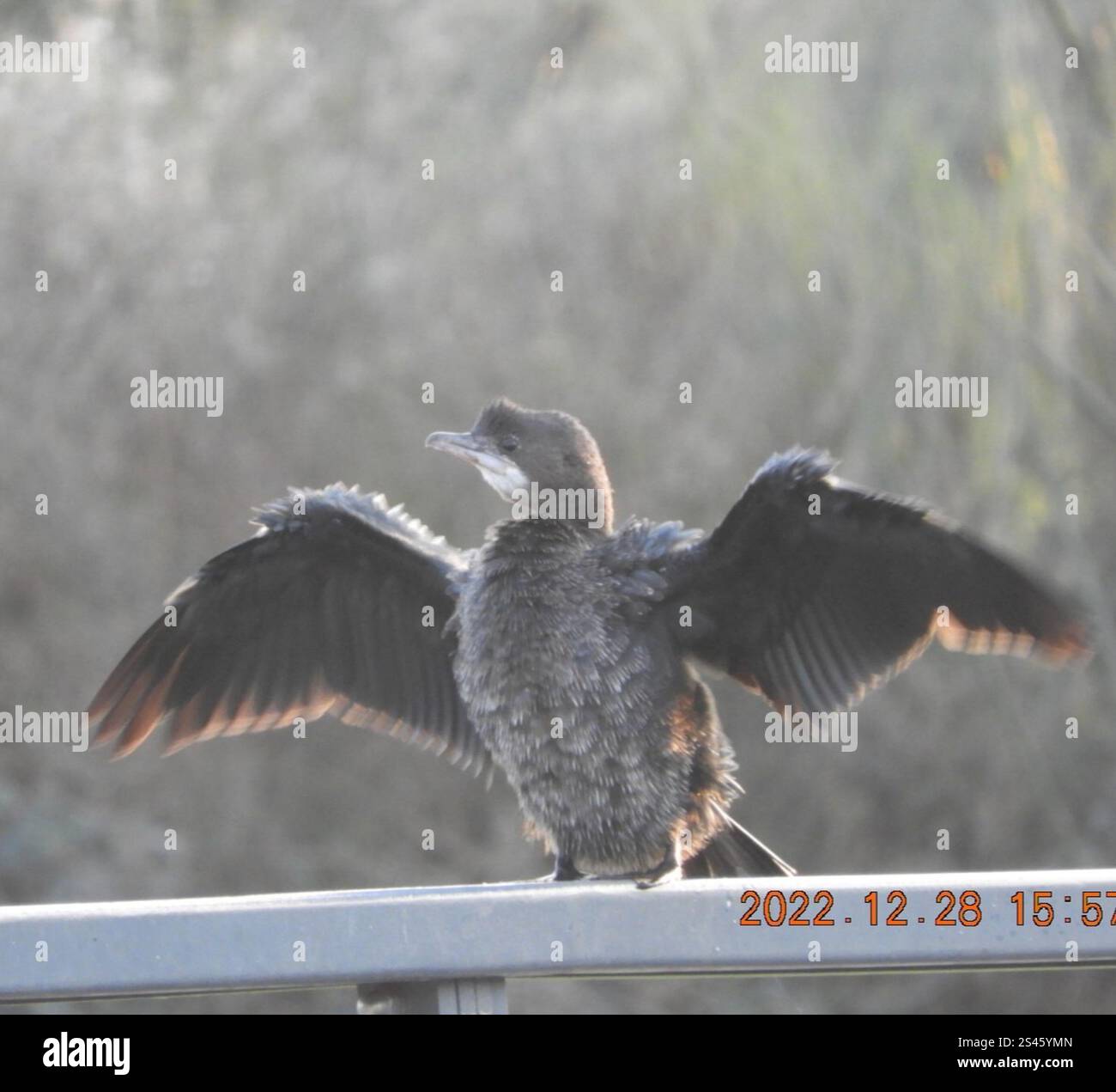 Pygmy Cormorant (Microcarbo pygmaeus Stock Photo - Alamy