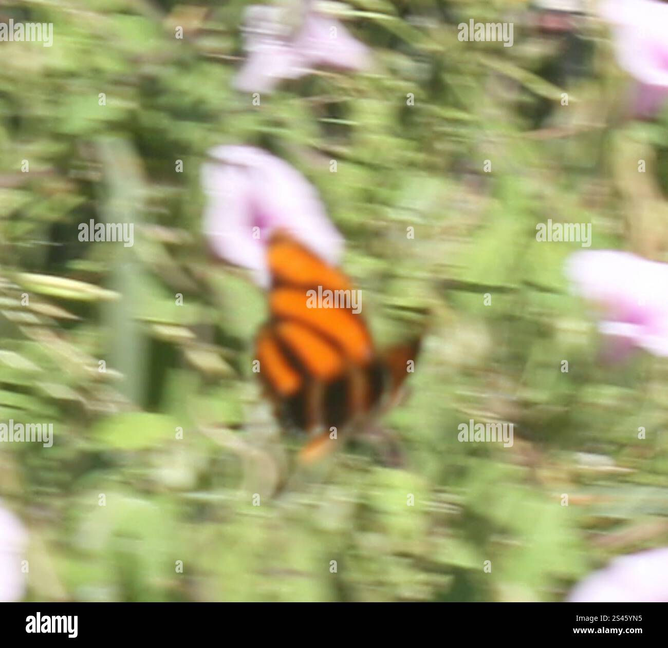 Banded Orange Heliconian (Dryadula phaetusa Stock Photo - Alamy