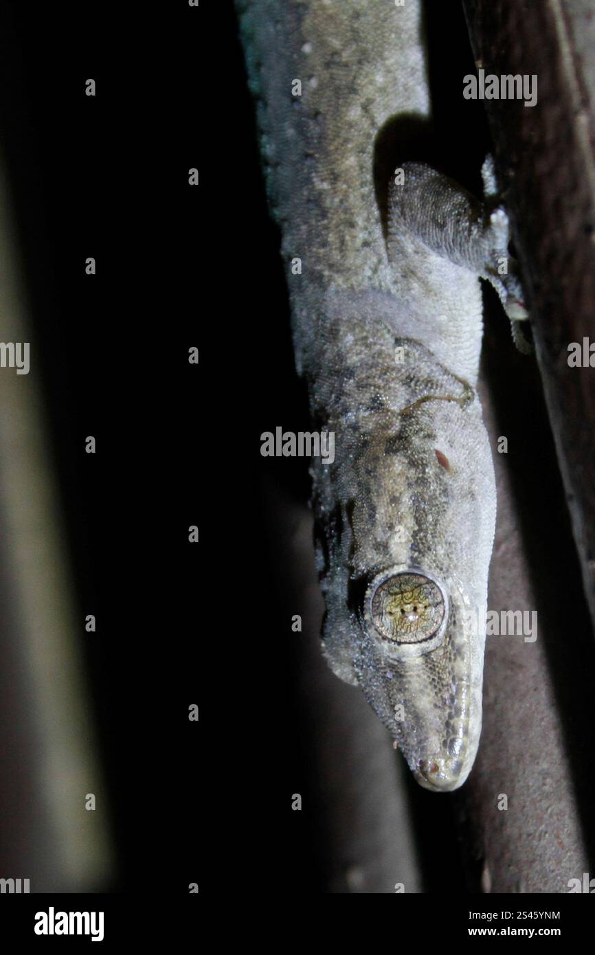 Asian House Gecko (Hemidactylus frenatus Stock Photo - Alamy