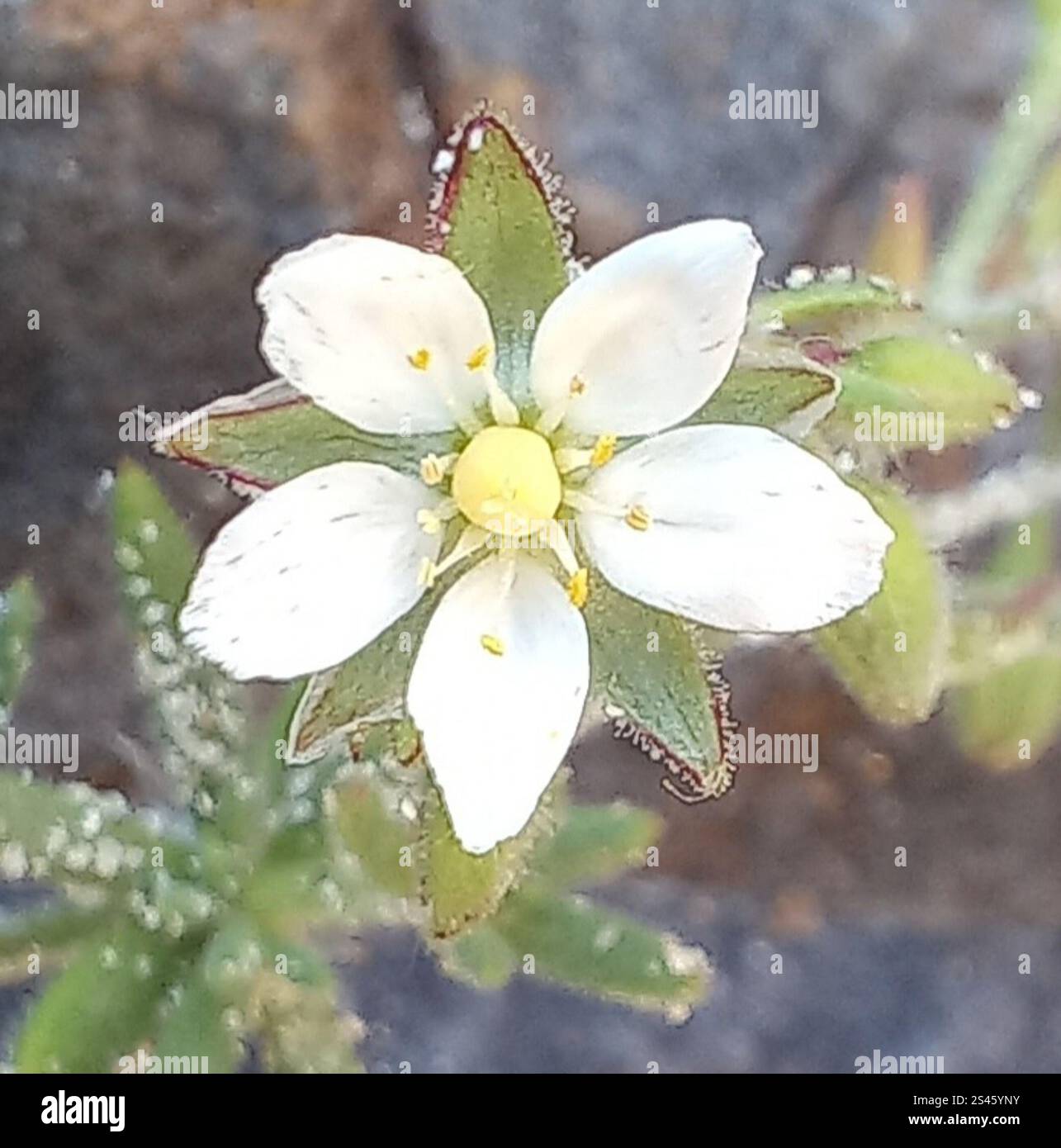 Greater Sea-spurry (Spergularia media Stock Photo - Alamy
