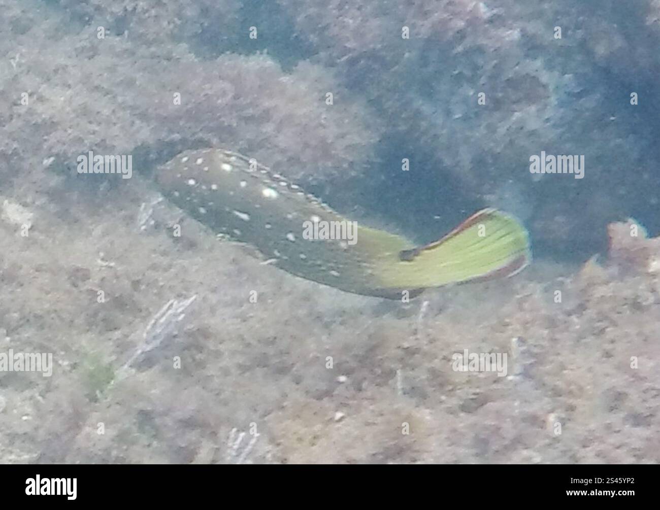 Labriformis hi-res stock photography and images - Alamy
