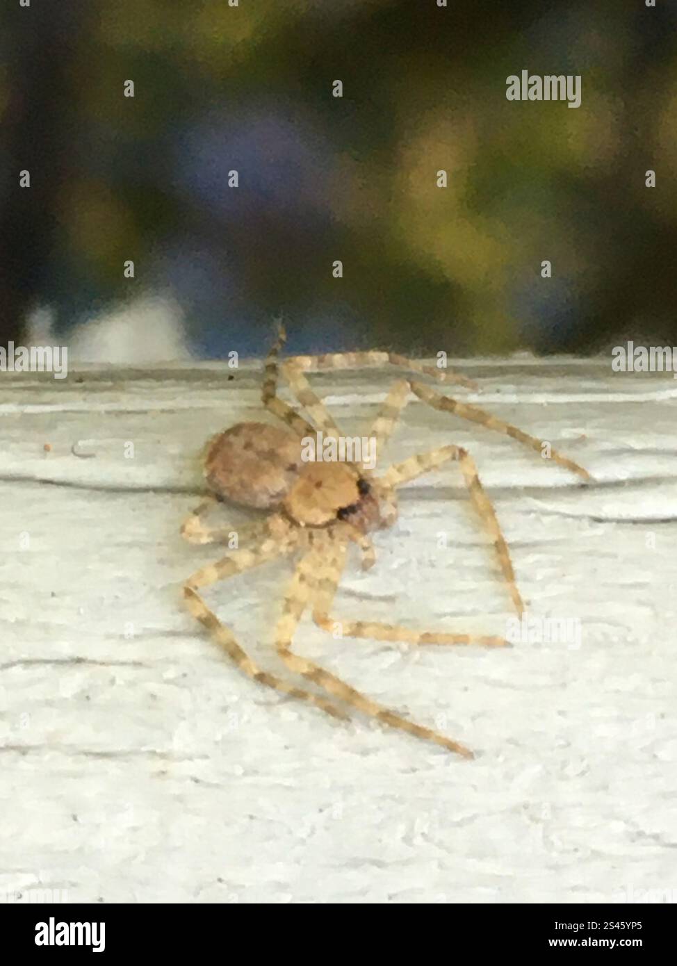 Crescent-eyed Spiders (Selenops Stock Photo - Alamy