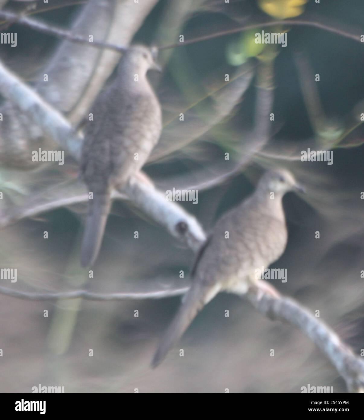 Inca Dove (Columbina inca Stock Photo - Alamy