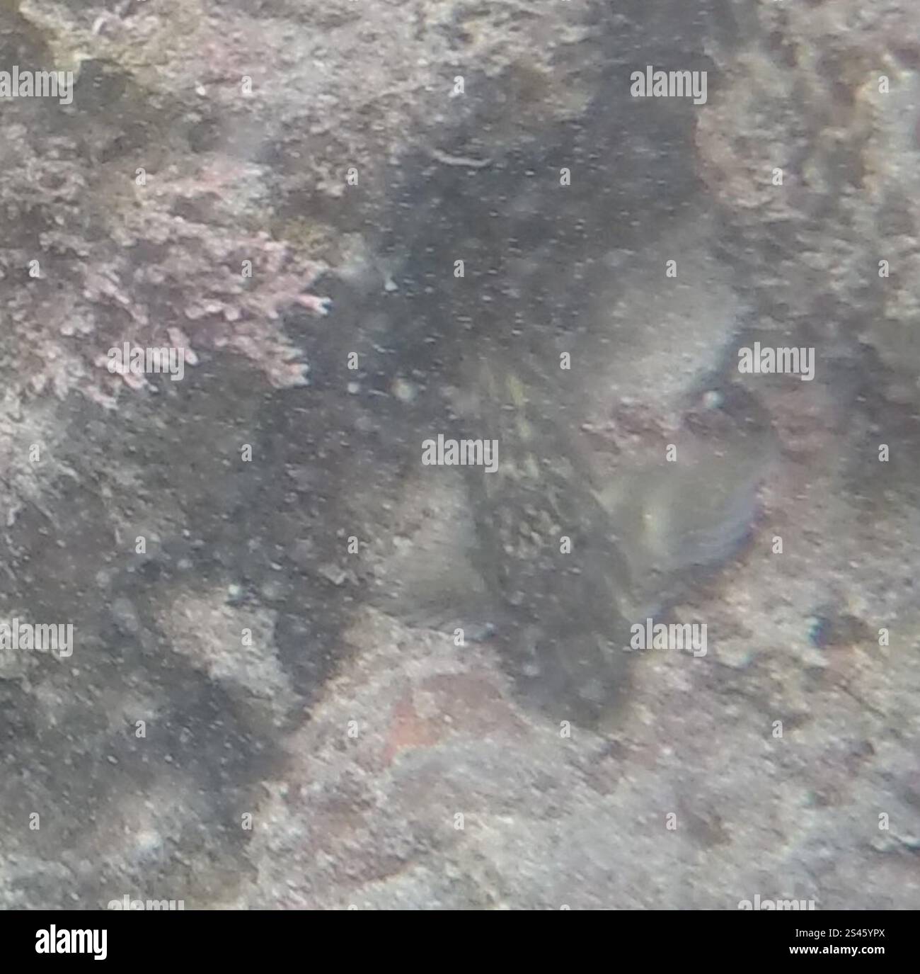 Ray-finned Fishes (Actinopterygii Stock Photo - Alamy