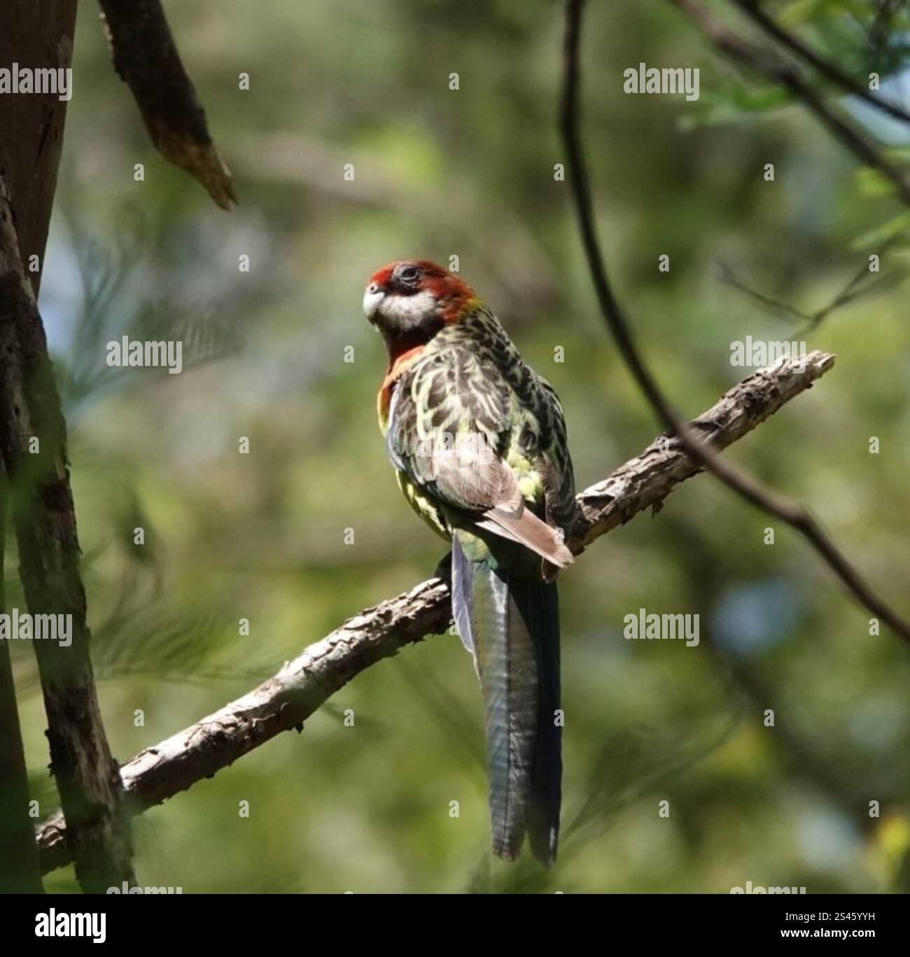 Southeast Eastern Rosella (Platycercus eximius eximius Stock Photo - Alamy