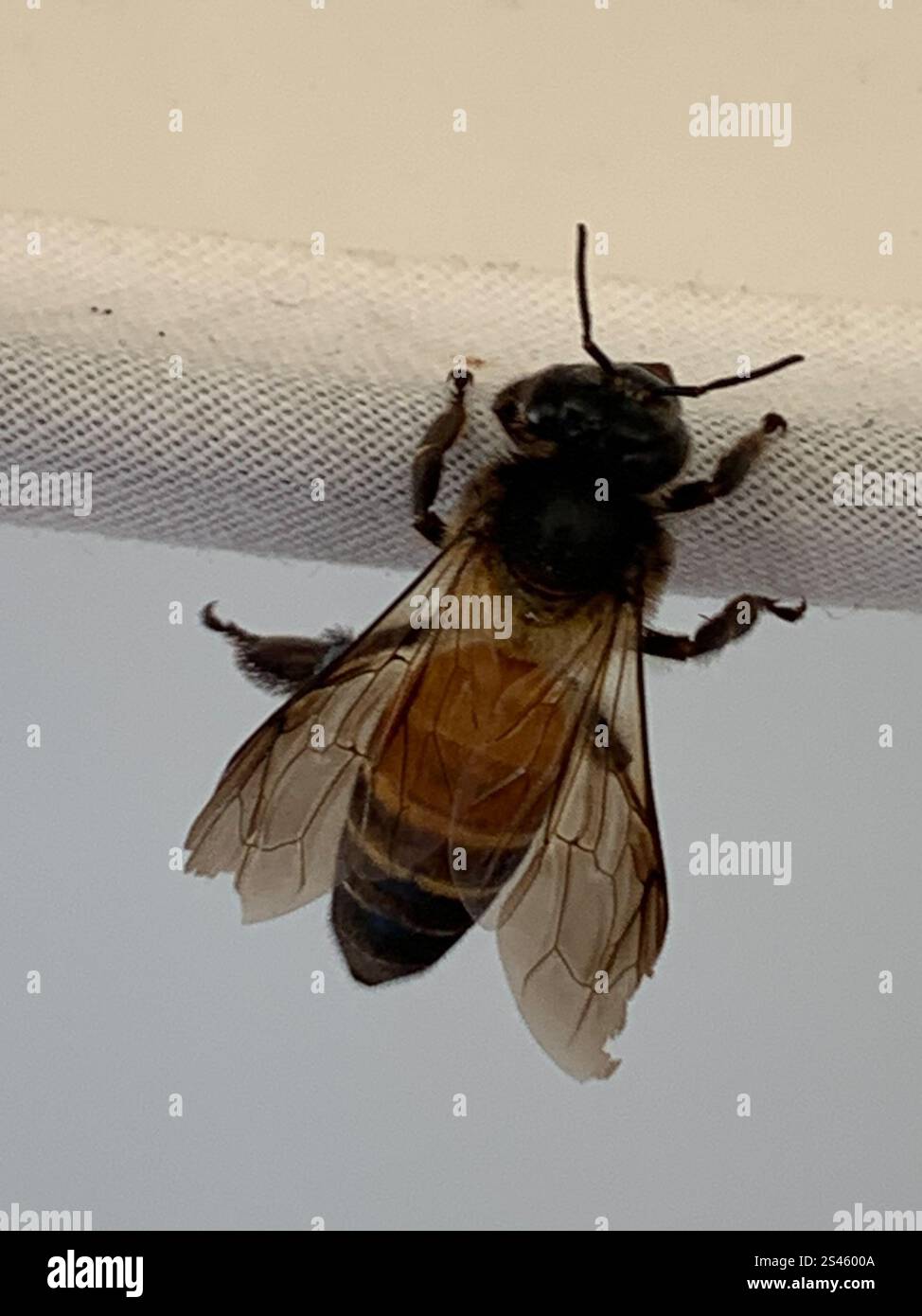 Giant Honey Bee (Apis dorsata Stock Photo - Alamy