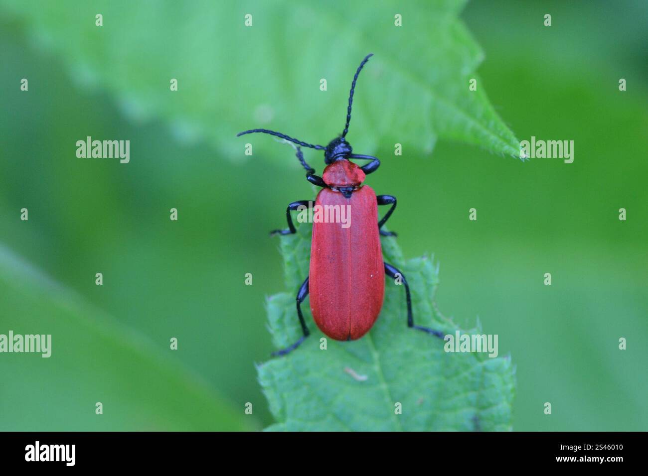 Black-headed Cardinal Beetle (Pyrochroa coccinea Stock Photo - Alamy