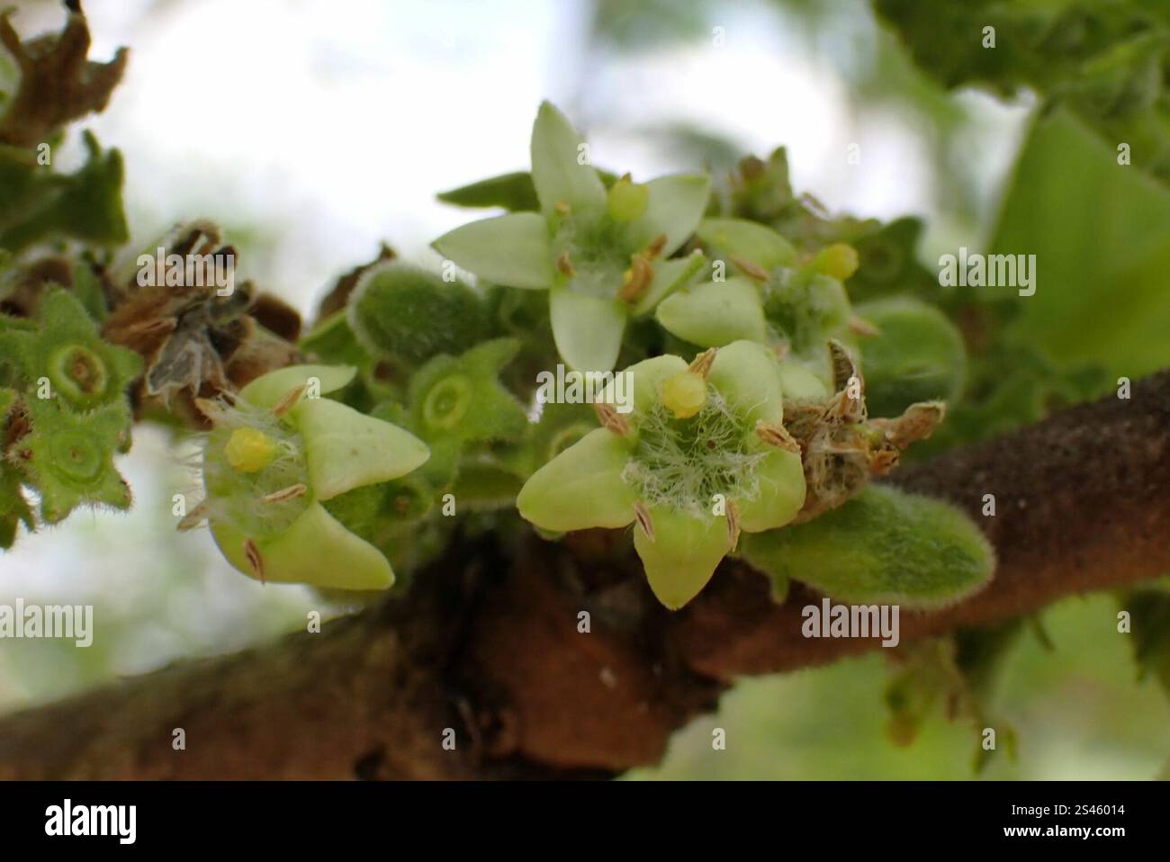 Velvet Wild-Medlar (Vangueria infausta infausta Stock Photo - Alamy