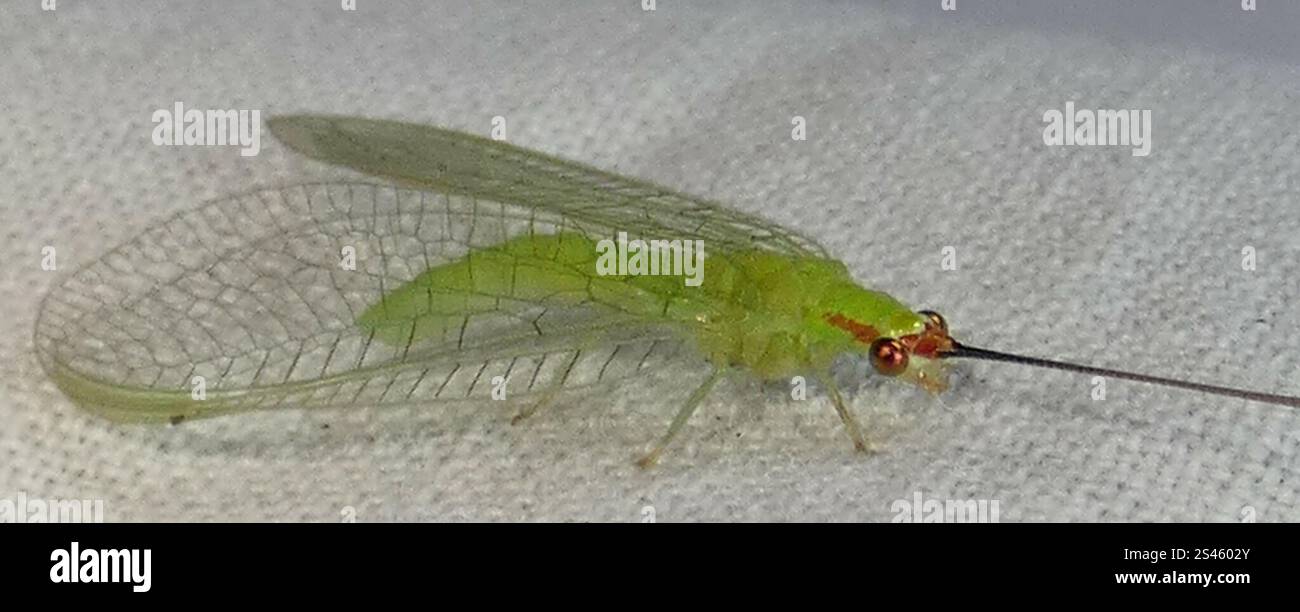 Red-lipped Green Lacewing (Chrysoperla rufilabris Stock Photo - Alamy