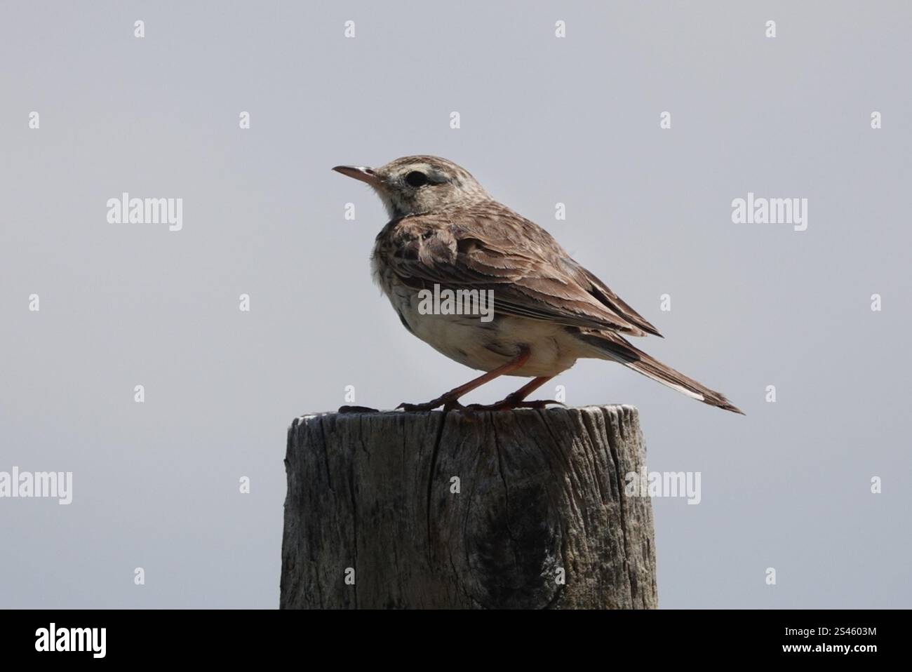 Australian Pipit (Anthus australis Stock Photo - Alamy