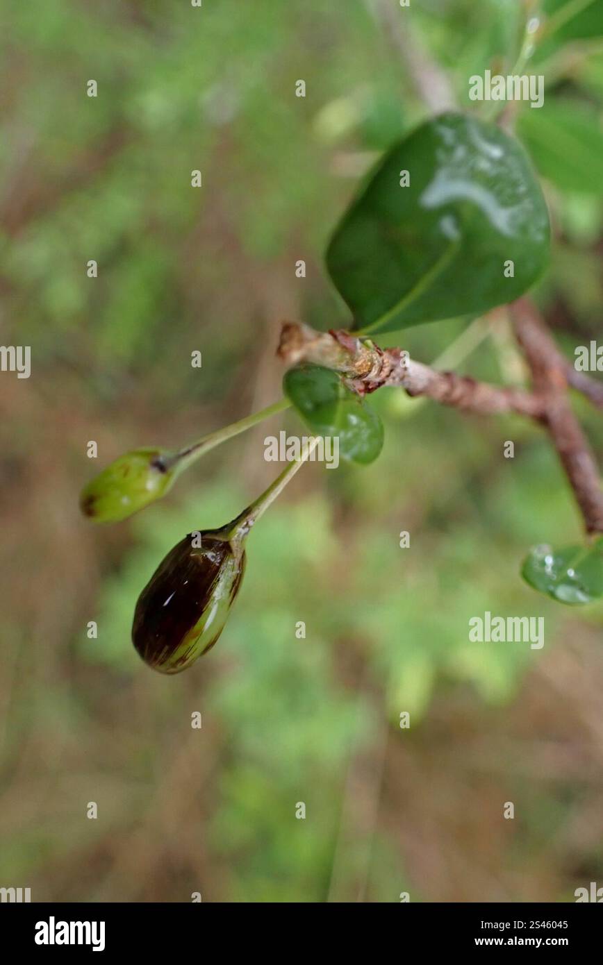 Small-Leaved Cocainetree (Erythroxylum delagoense Stock Photo - Alamy
