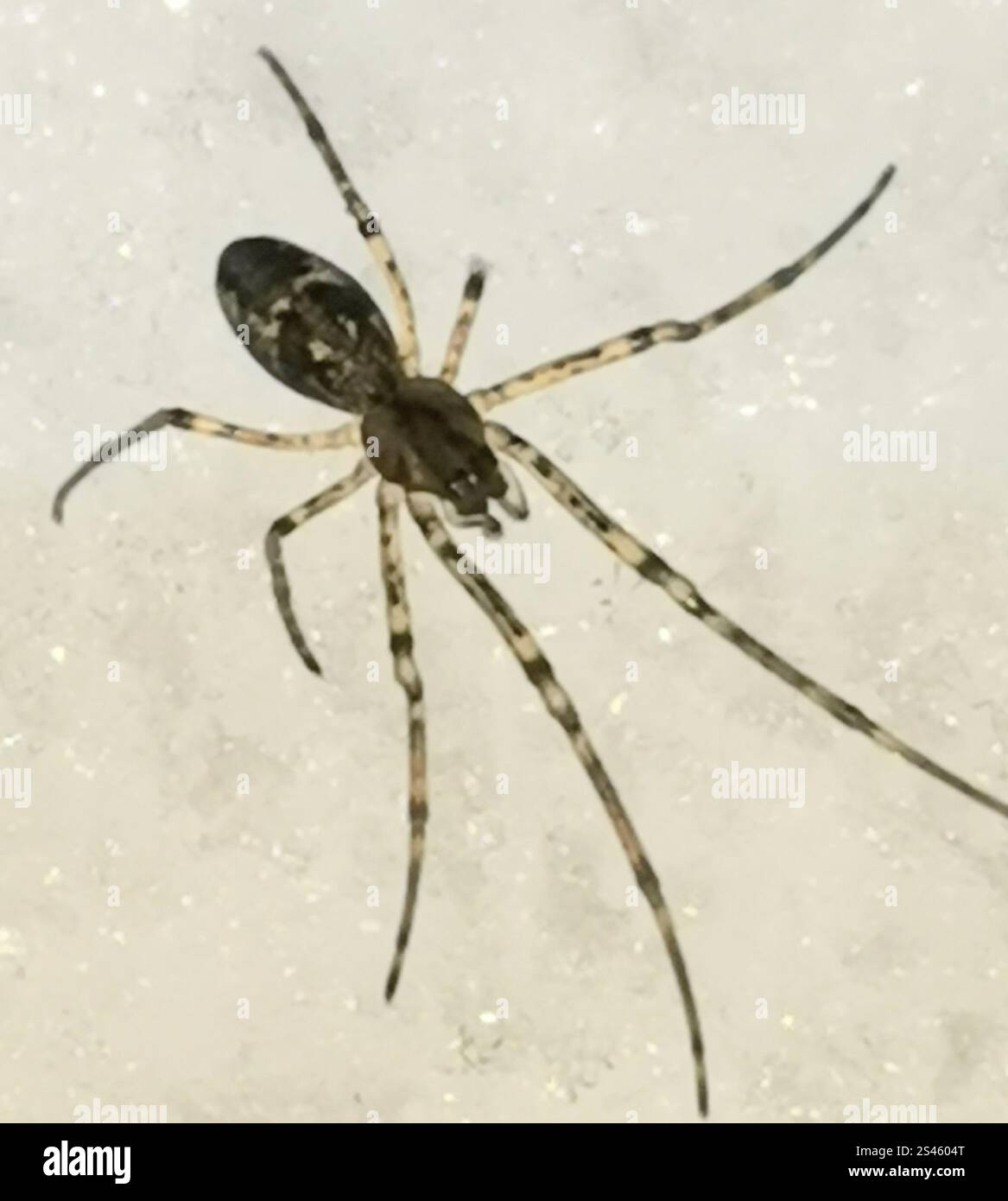 Blunt Stretch Spider (Tetragnatha obtusa Stock Photo - Alamy