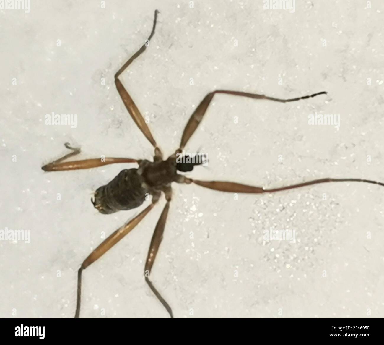 Snow Flies (Chionea Stock Photo - Alamy