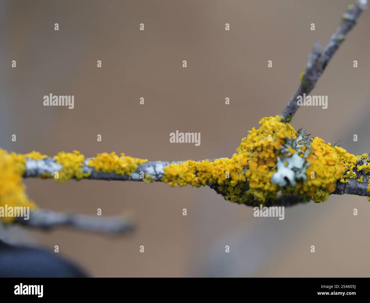 Pin-cushion Sunburst Lichen (Polycauliona polycarpa Stock Photo - Alamy