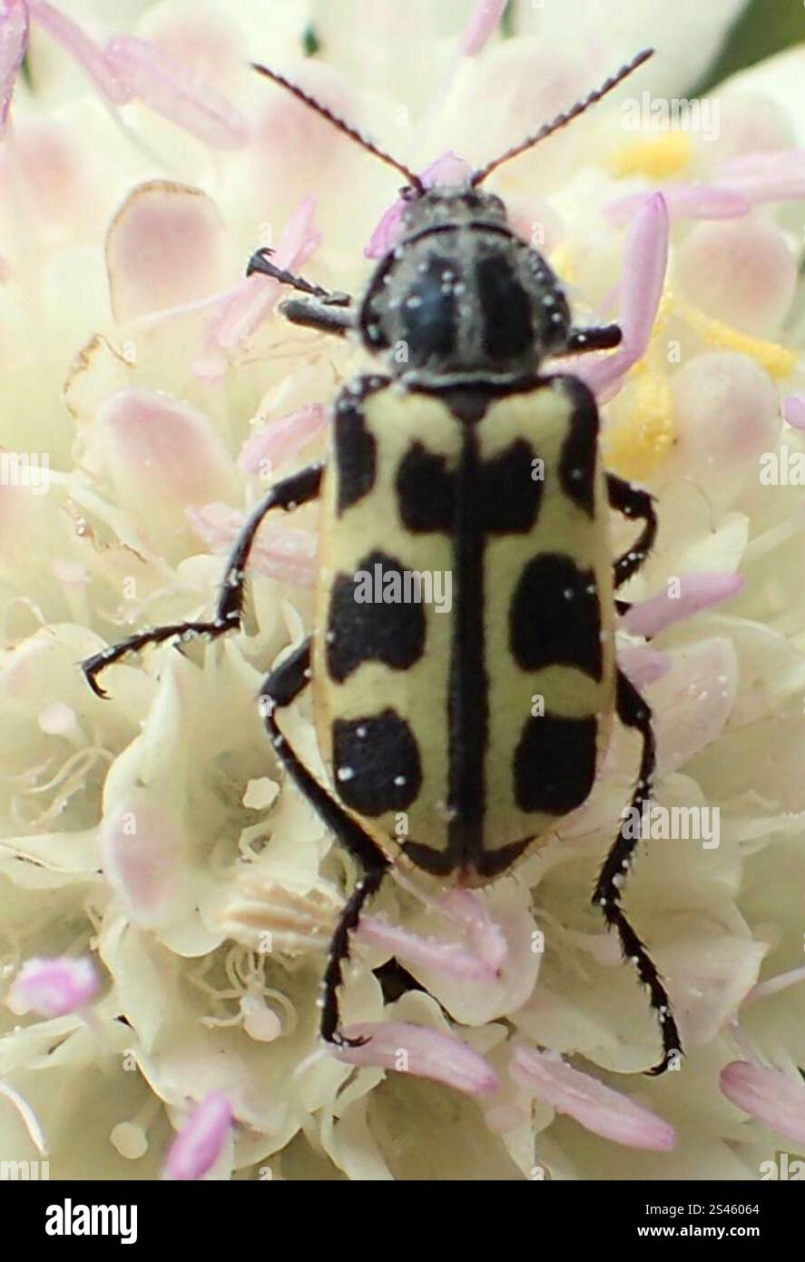 Spotted Maize Beetle (Astylus atromaculatus Stock Photo - Alamy