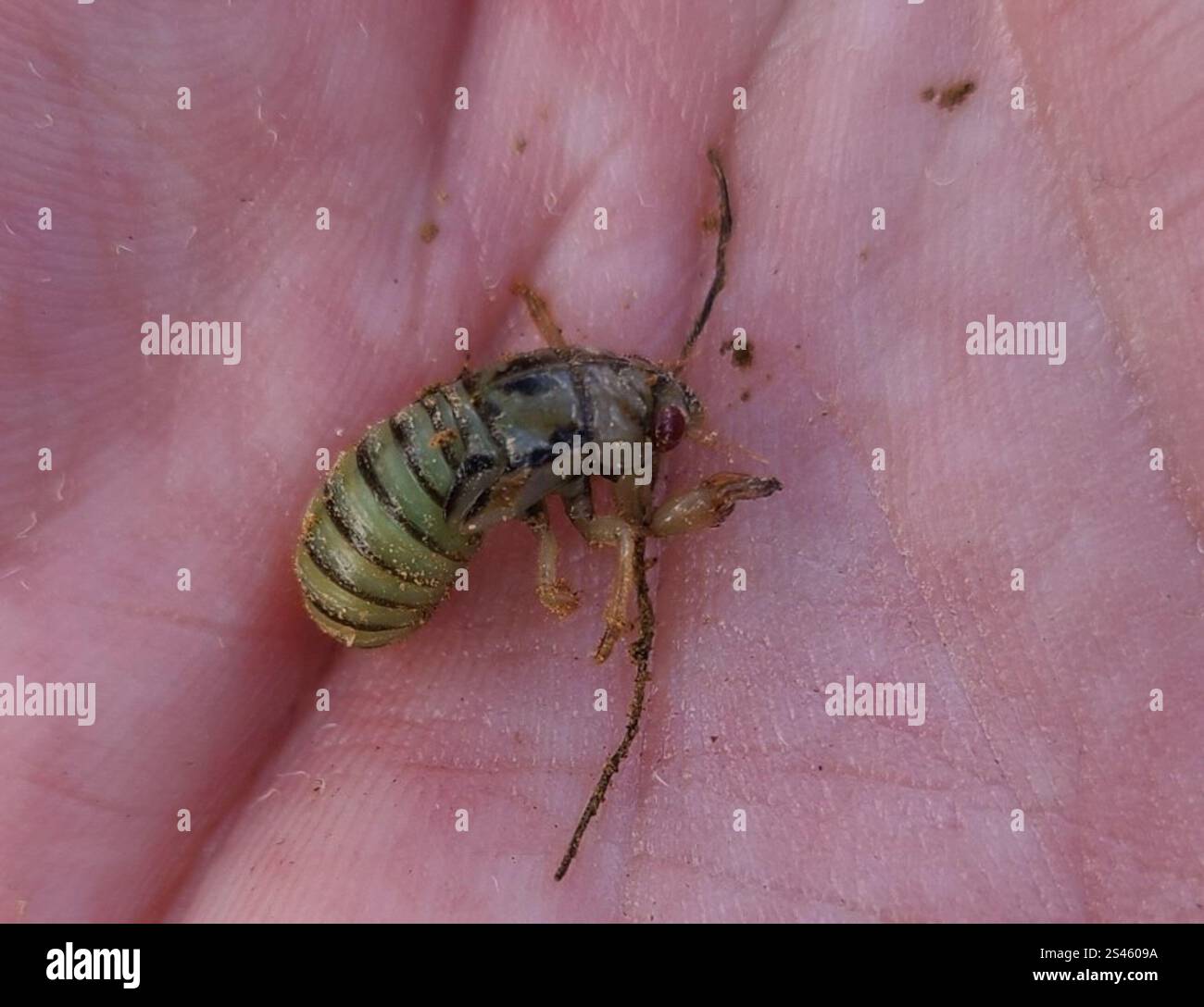 Typical Cicadas (Cicadidae Stock Photo - Alamy