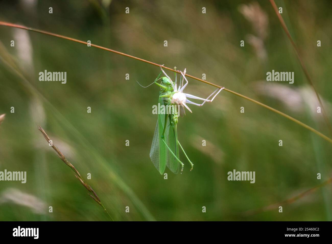 A grasshopper undergoing its molting process, shedding its exoskeleton ...