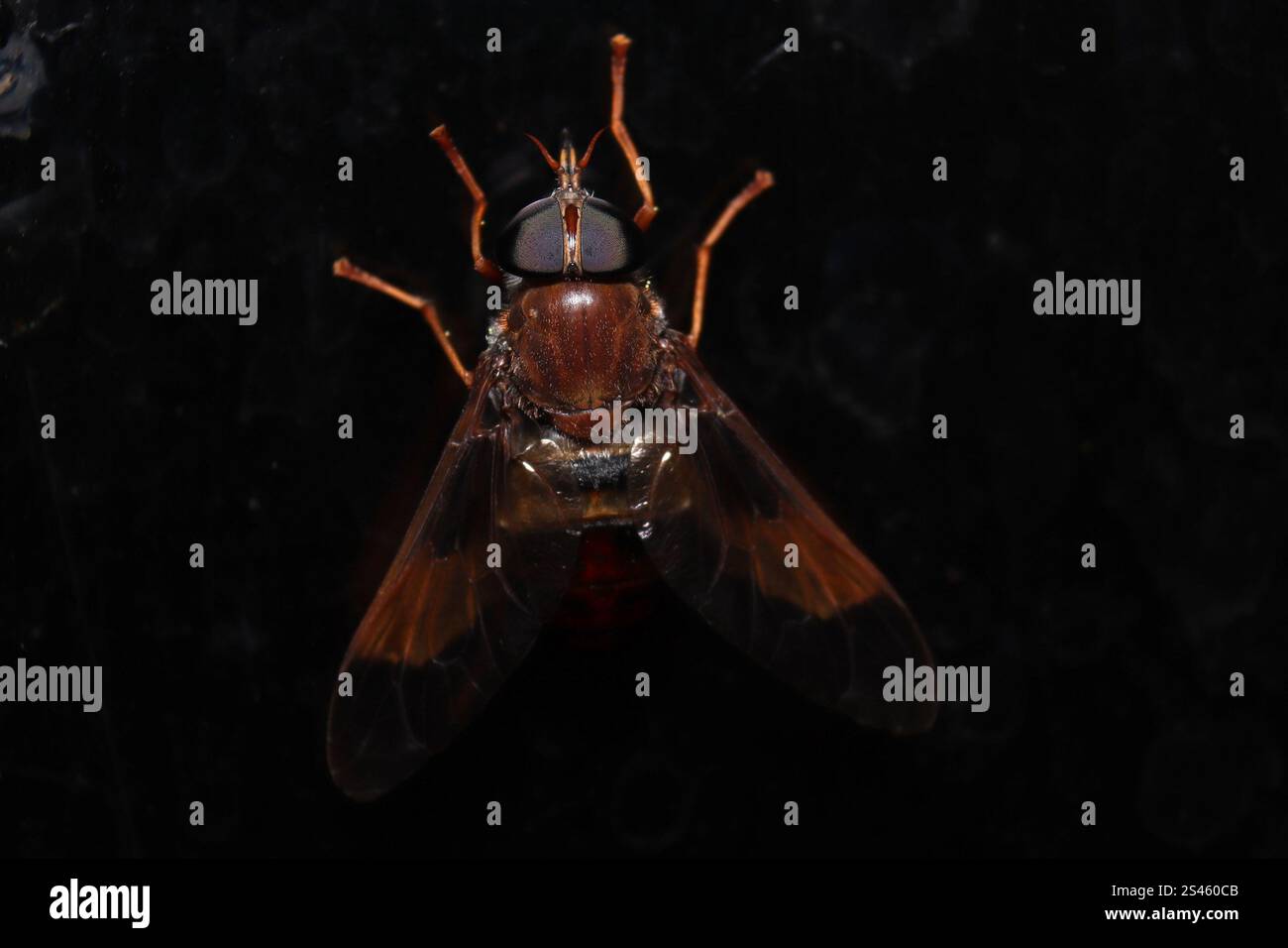 Horse and Deer Flies (Tabanidae Stock Photo - Alamy