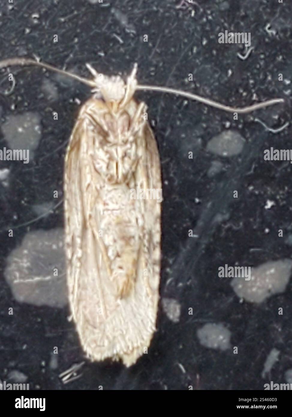 Poison hemlock moth (Agonopterix alstroemeriana Stock Photo - Alamy