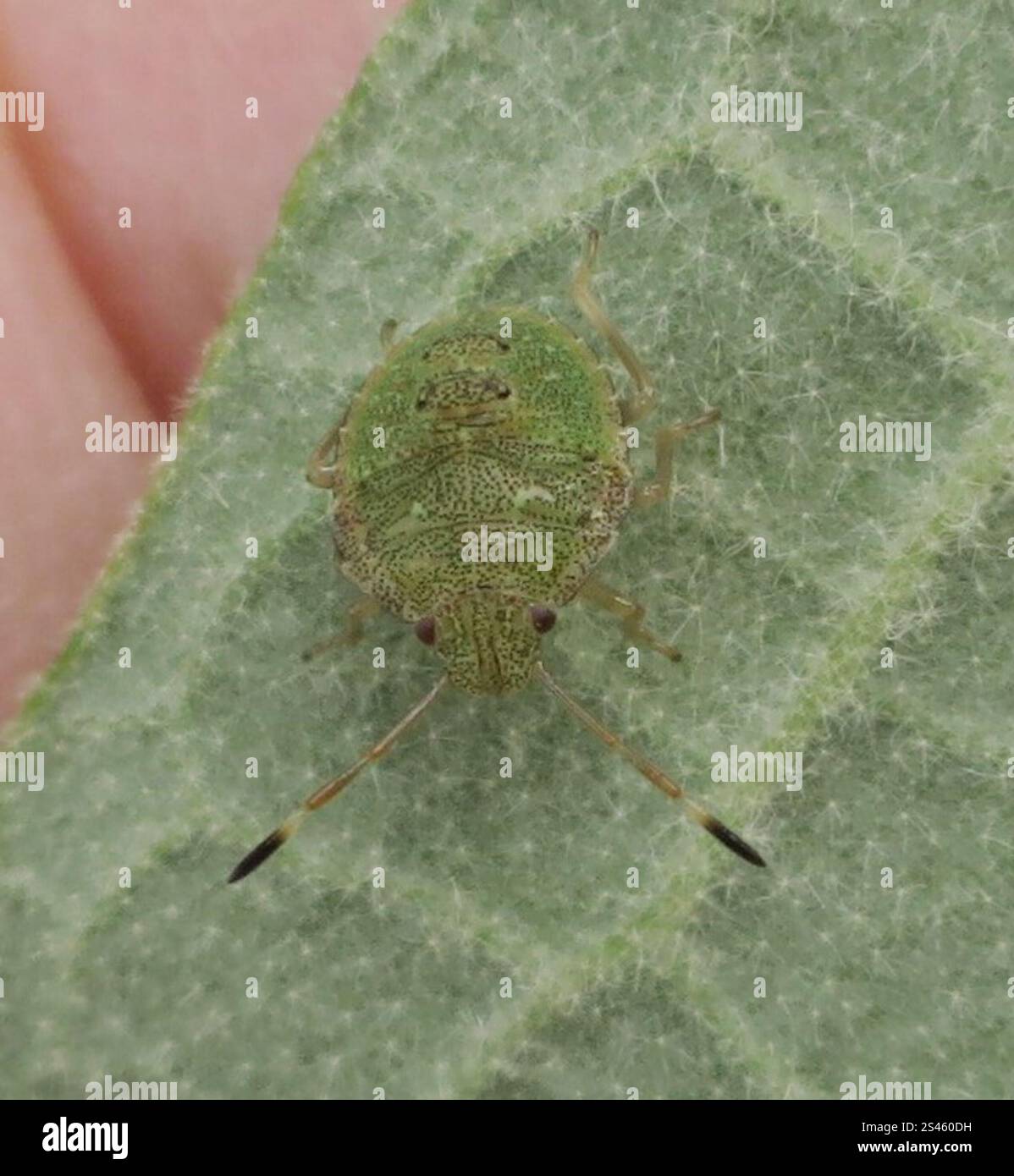 Green potato bug (Cuspicona simplex Stock Photo - Alamy