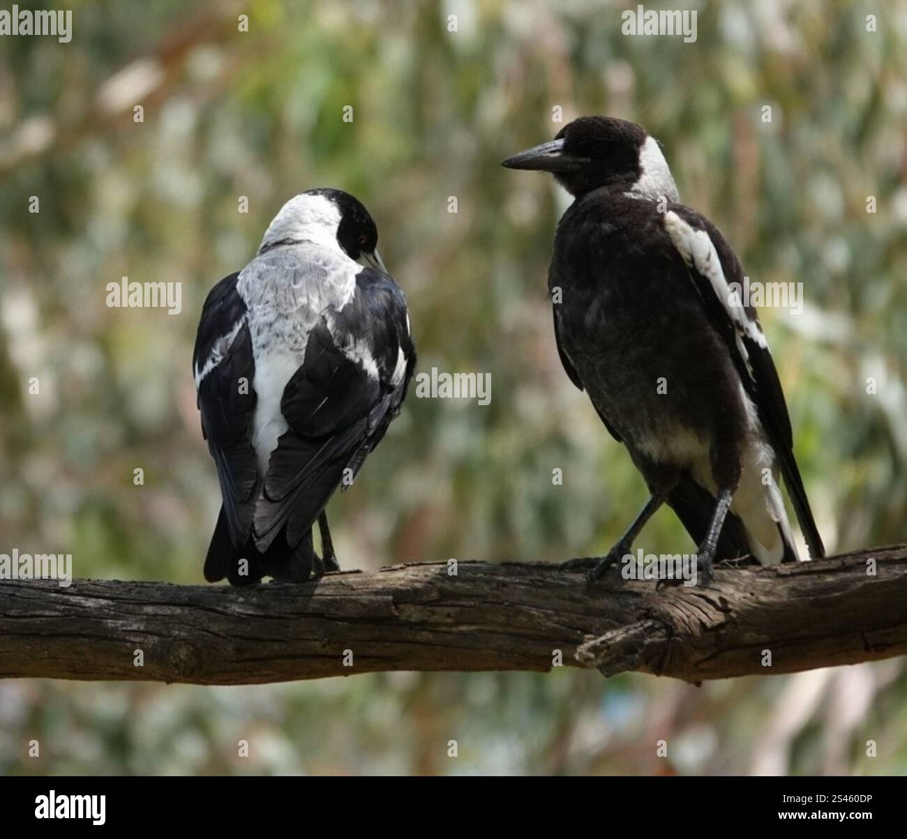 Australian Magpie (Gymnorhina tibicen Stock Photo - Alamy
