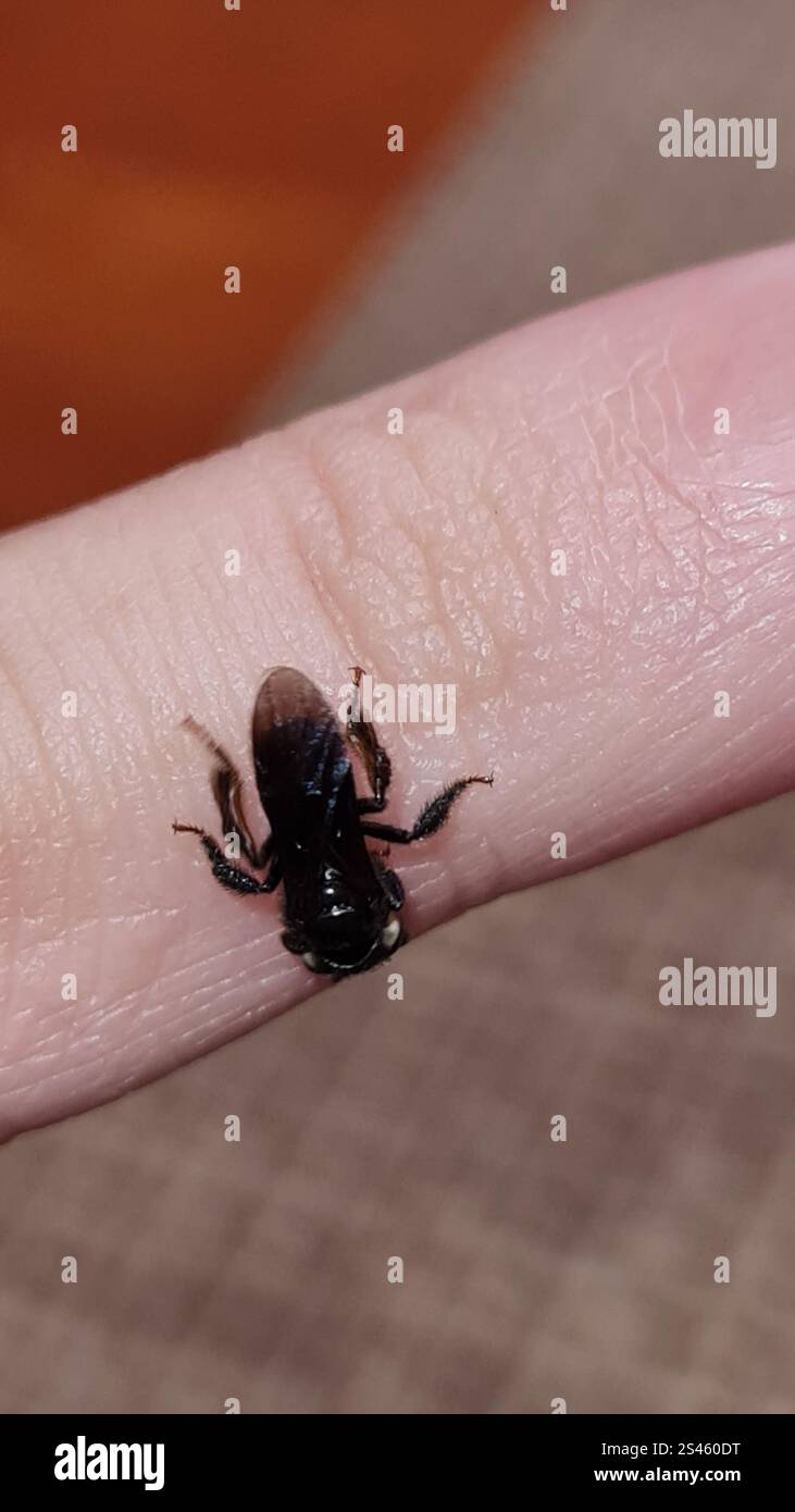 Spiny-legged Stingless bee (Trigona spinipes Stock Photo - Alamy