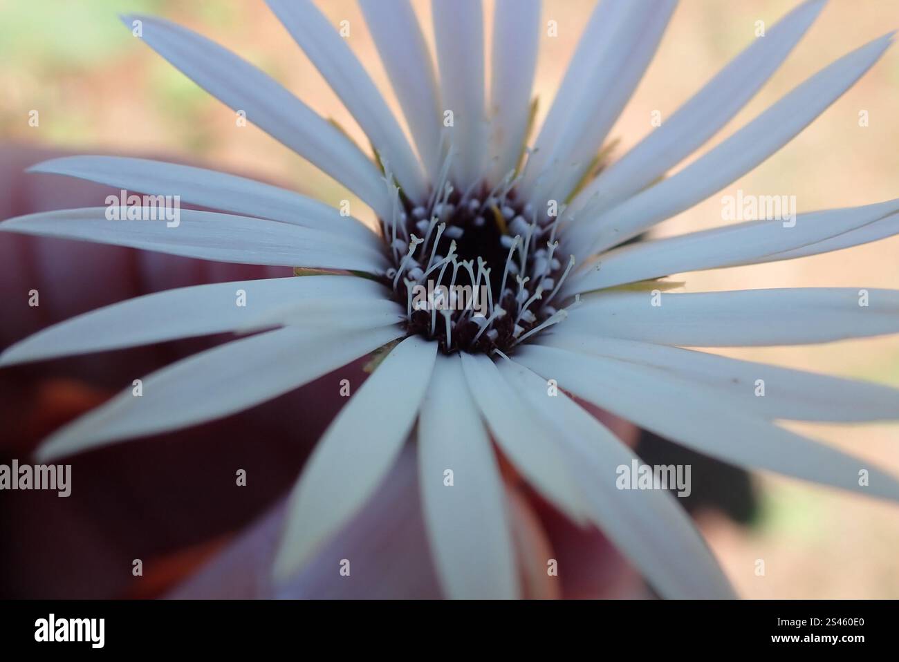 Butter Gerbera (Gerbera ambigua Stock Photo - Alamy