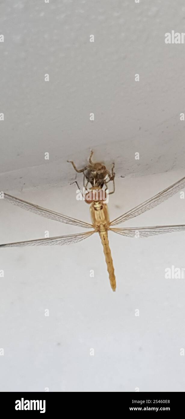 Scarlet Percher (Diplacodes haematodes Stock Photo - Alamy