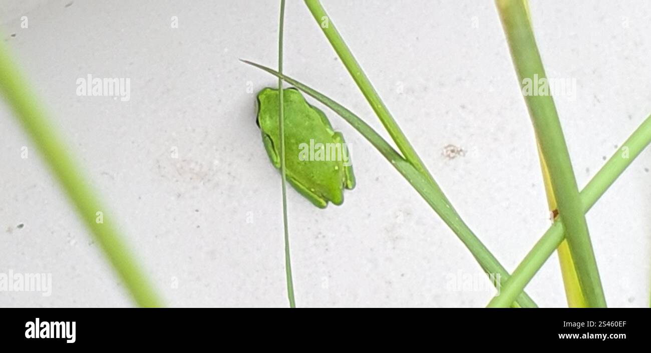 Australian Green Tree Frog (Ranoidea caerulea Stock Photo - Alamy