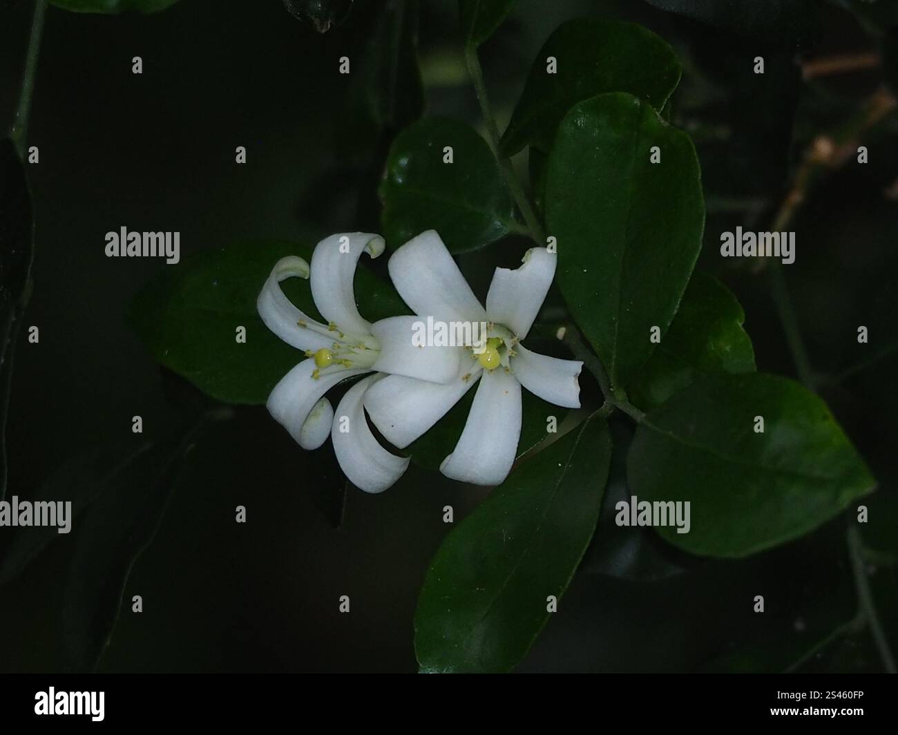 Orange Jasmine (Murraya paniculata Stock Photo - Alamy