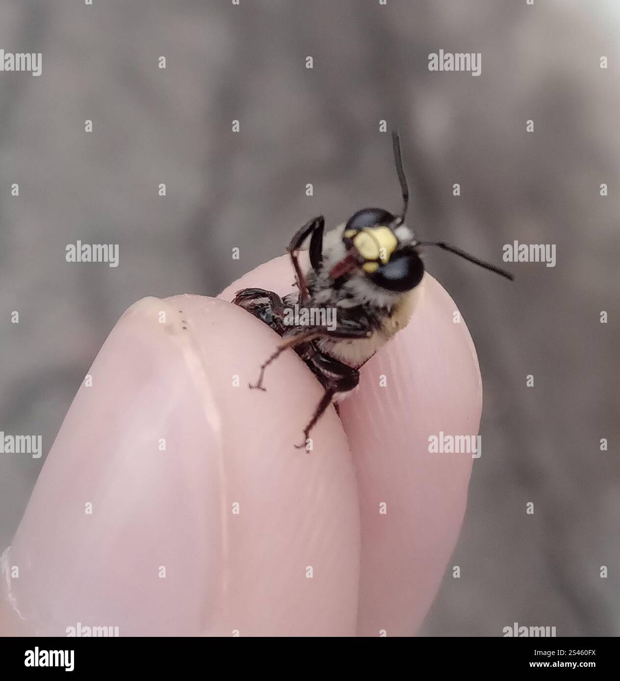 Hairy-tailed Oil-Digger (Centris analis Stock Photo - Alamy