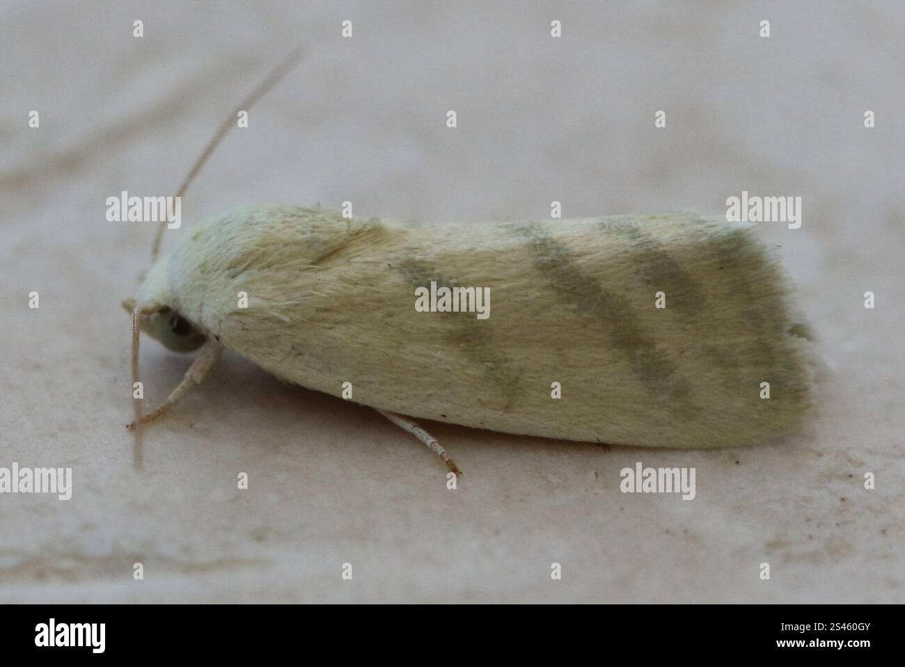 Three-barred Earis (Earias paralella Stock Photo - Alamy
