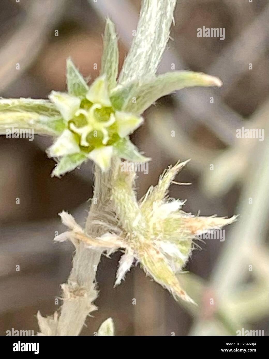 Lance-leaved Ditaxis (Argythamnia lanceolata Stock Photo - Alamy