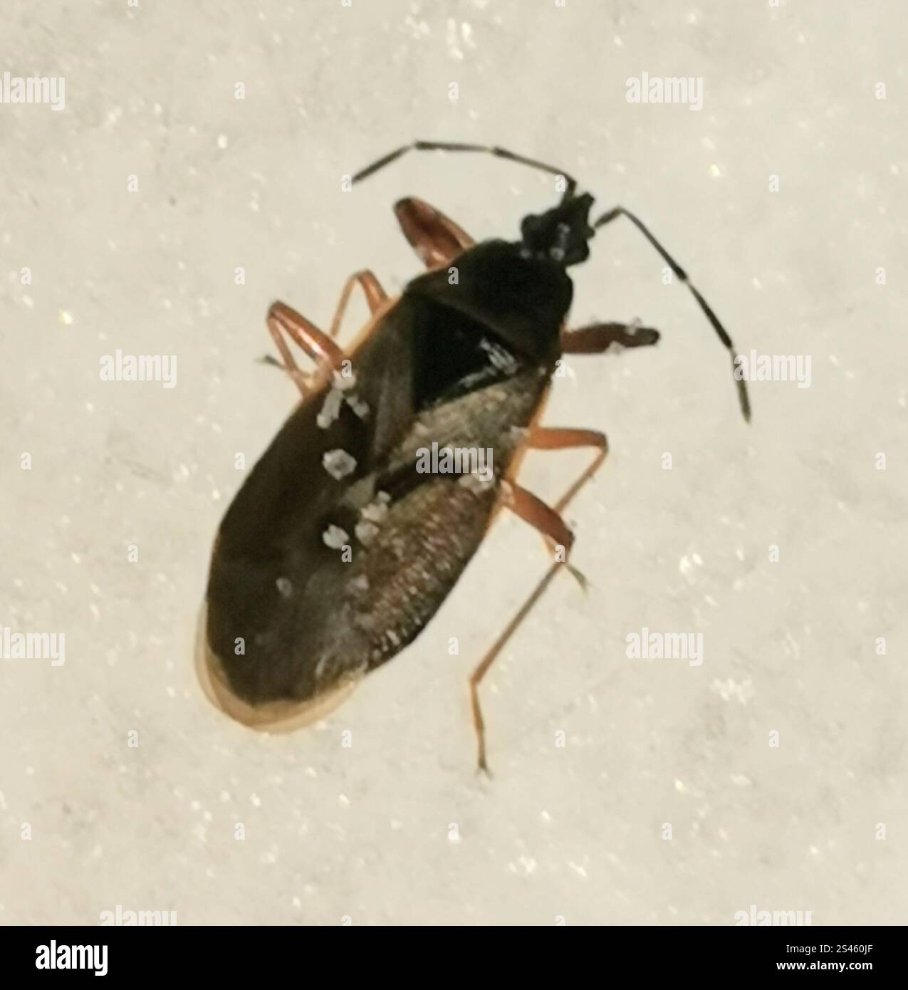Spruce Cone Bug (Gastrodes abietum Stock Photo - Alamy