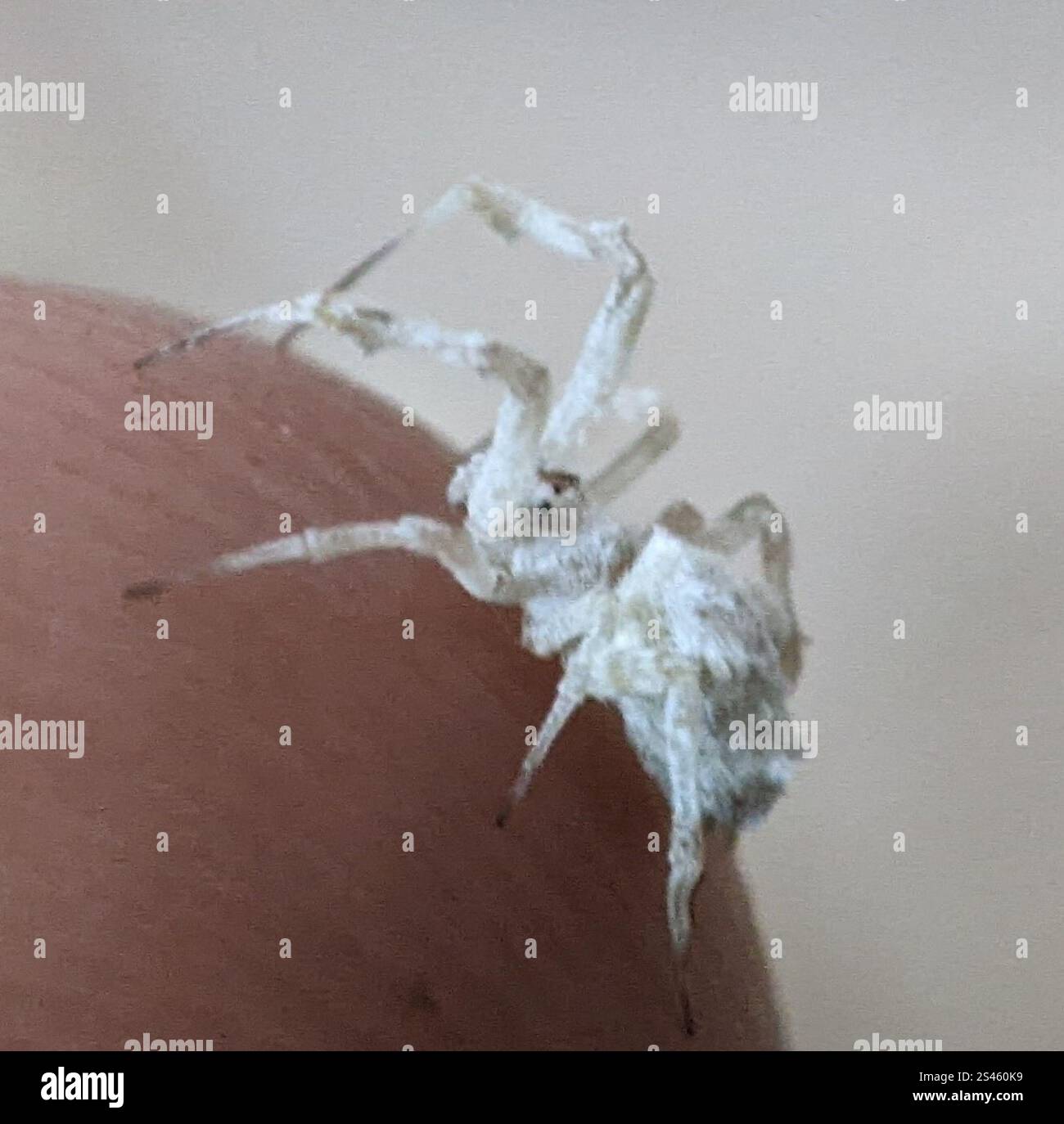 Feather-legged Spiders (Uloborus Stock Photo - Alamy