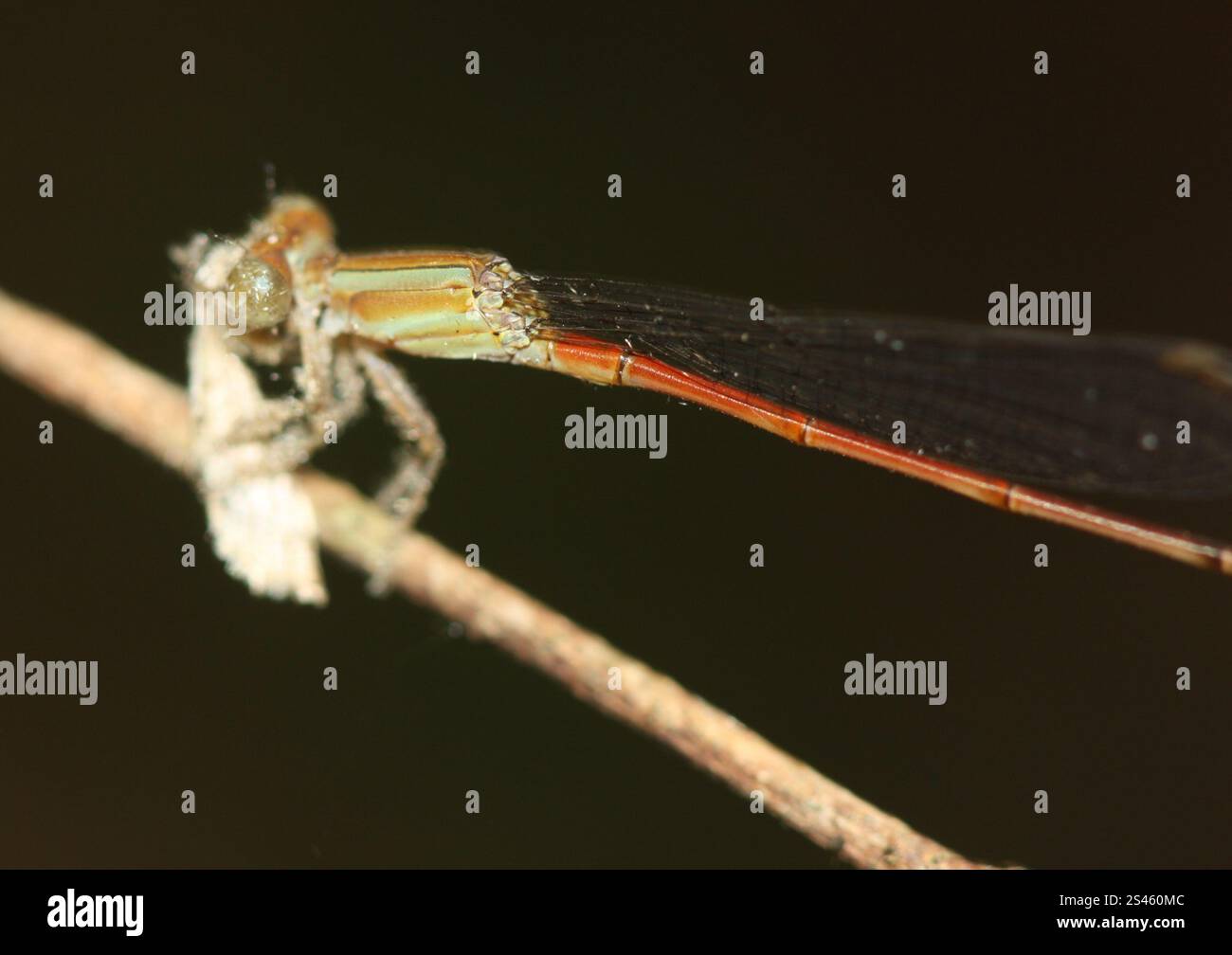Narrow-winged Damselflies (Coenagrionidae Stock Photo - Alamy