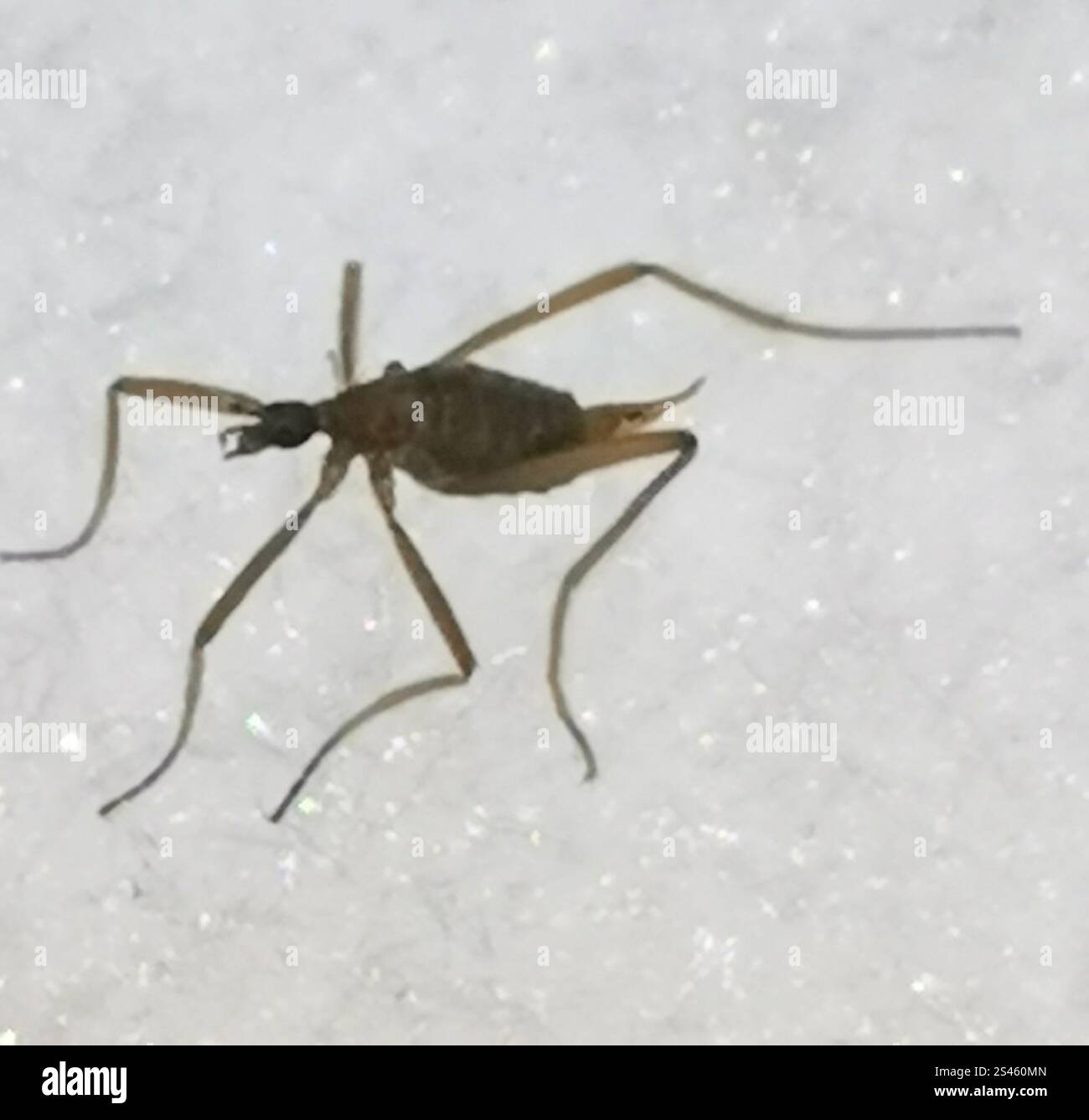 Snow Flies (Chionea Stock Photo - Alamy