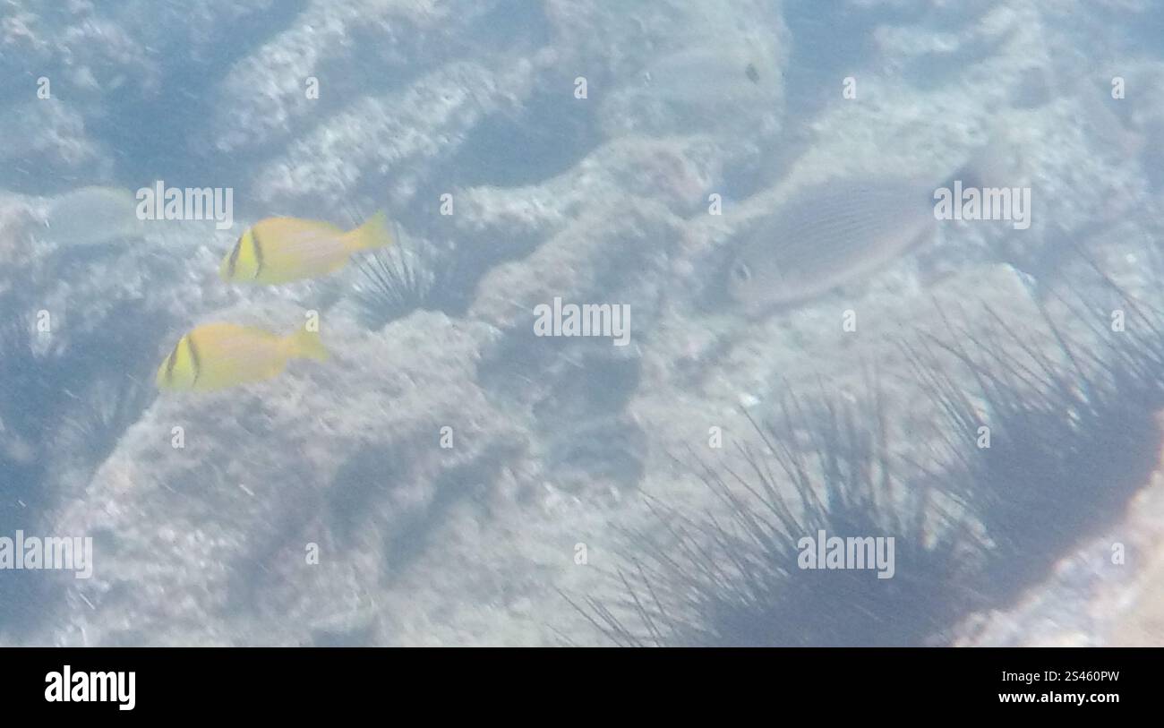 Spottail Grunt (Haemulon maculicauda Stock Photo - Alamy