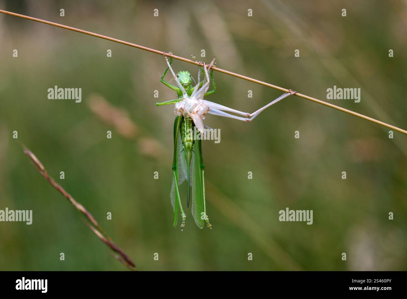 A grasshopper undergoing its molting process, shedding its exoskeleton ...