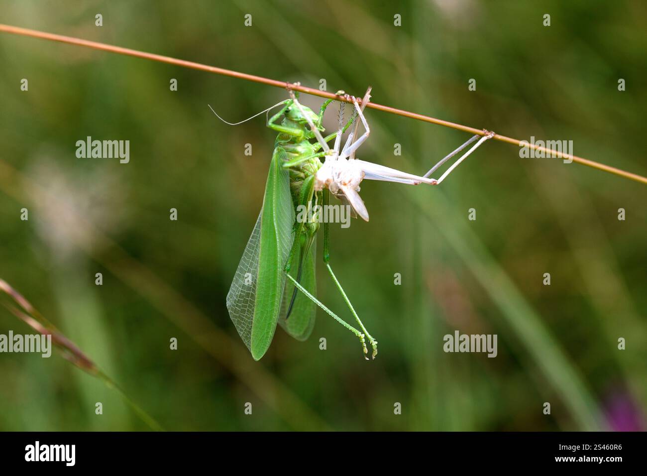 A grasshopper undergoing its molting process, shedding its exoskeleton ...