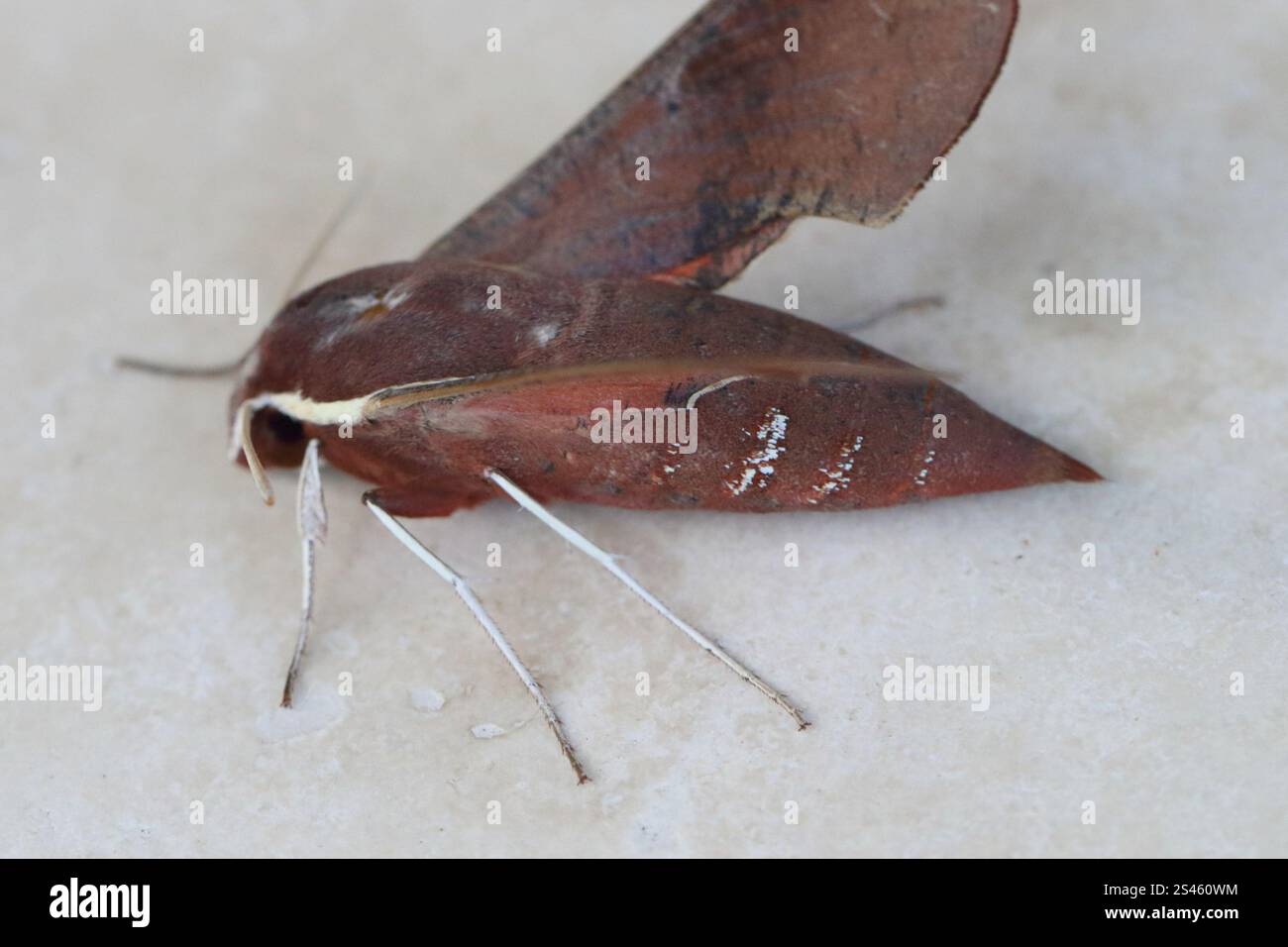 Coprosma Hawk Moth (Hippotion scrofa Stock Photo - Alamy