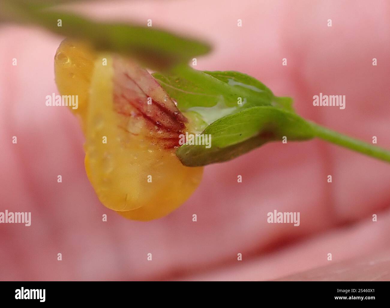 Cape Caterpillarbean (Zornia capensis Stock Photo - Alamy