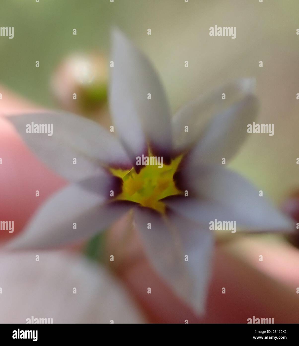 Blue Pigroot (Sisyrinchium micranthum Stock Photo - Alamy