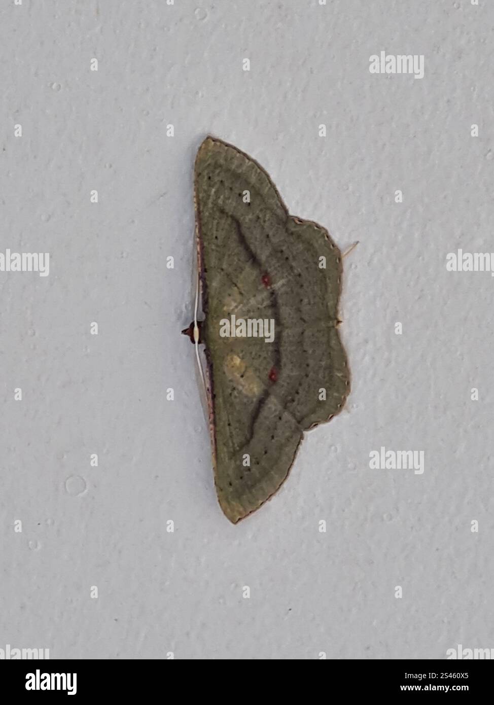 Seagrape Spanworm Moth (Ametris nitocris Stock Photo - Alamy