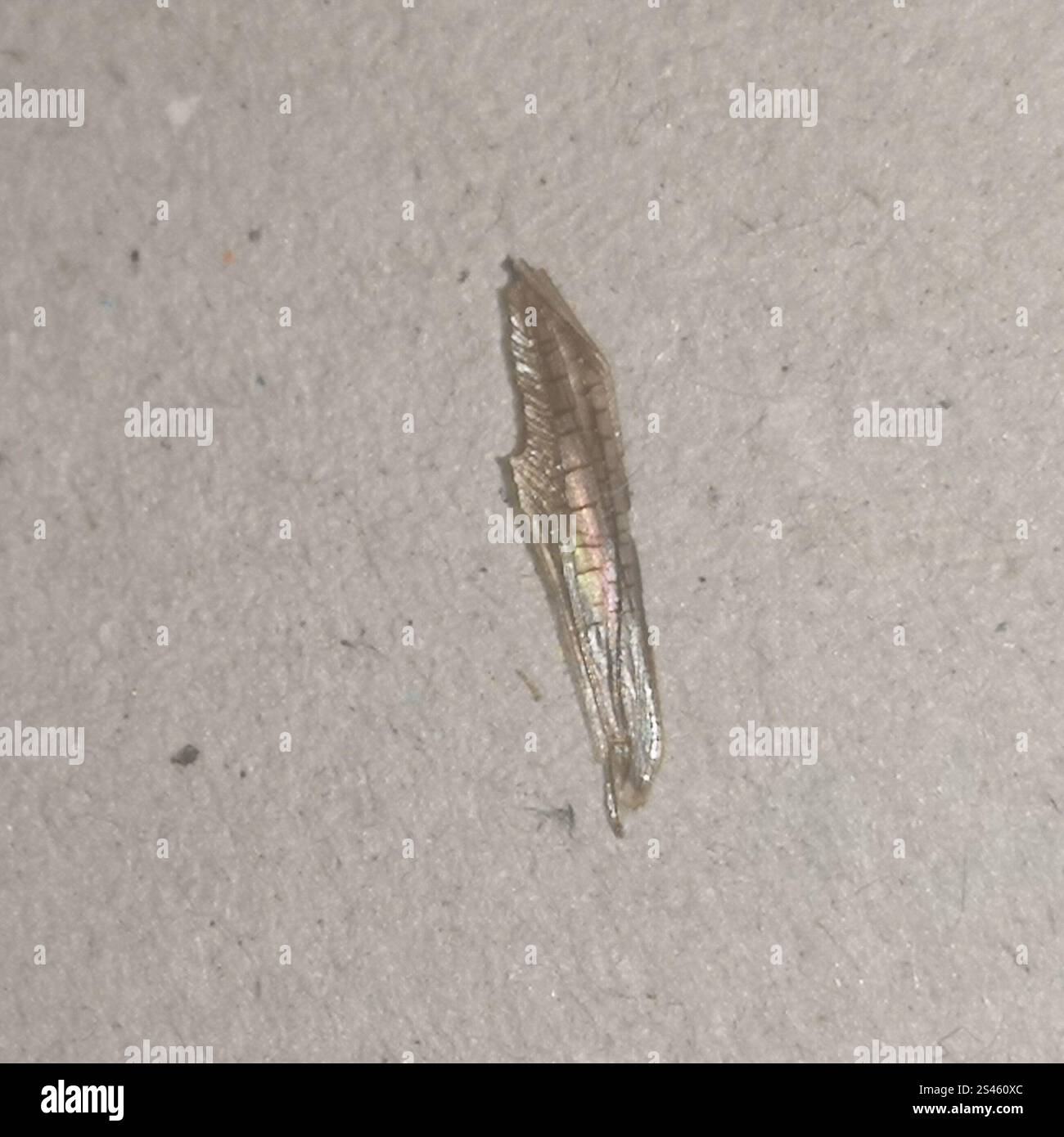 Winged and Once-winged Insects (Pterygota Stock Photo - Alamy