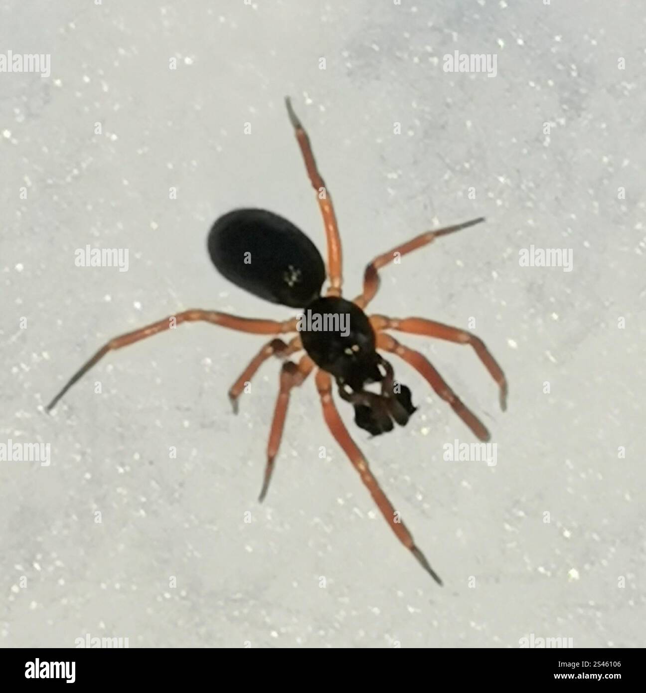 Sheetweb and Dwarf Weavers (Linyphiidae Stock Photo - Alamy