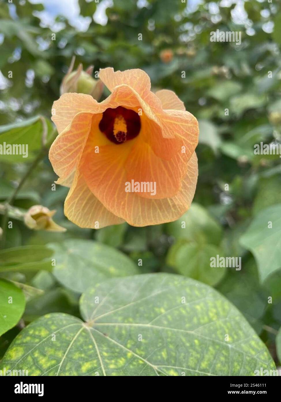 sea hibiscus (Hibiscus tiliaceus Stock Photo - Alamy